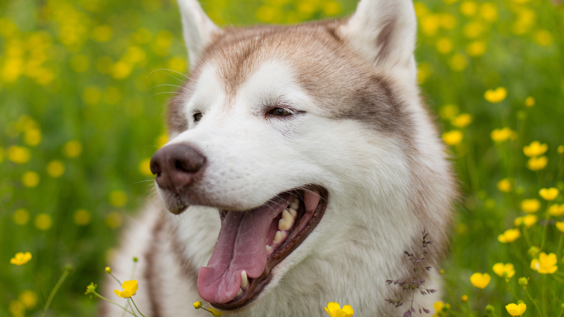 TikTok Showing 'Guilty' German Shepard-Husky Mix Is Spot-On - PetHelpful