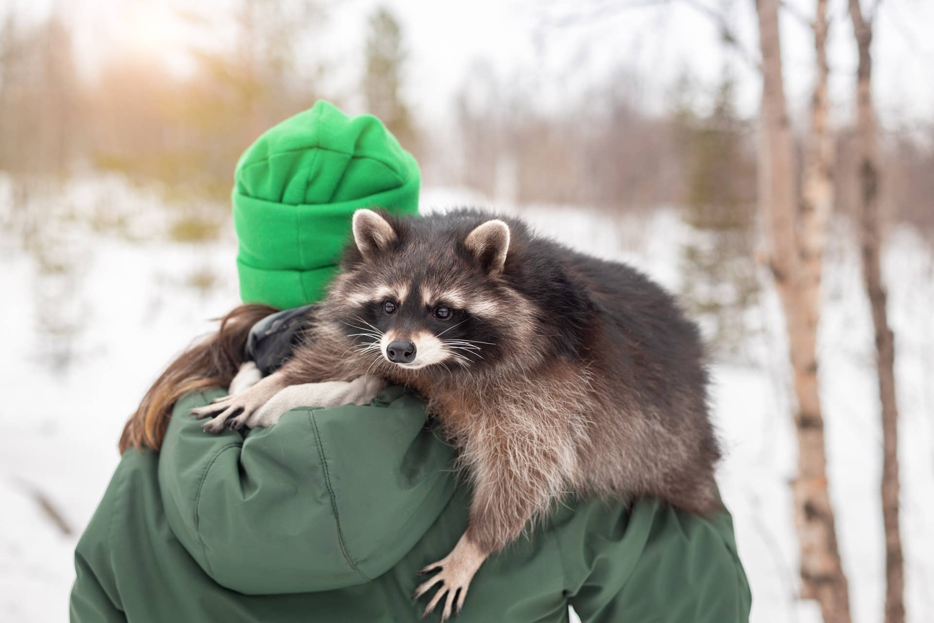 Research Shows Raccoons Are Trying to Domesticate Themselves - PetHelpful