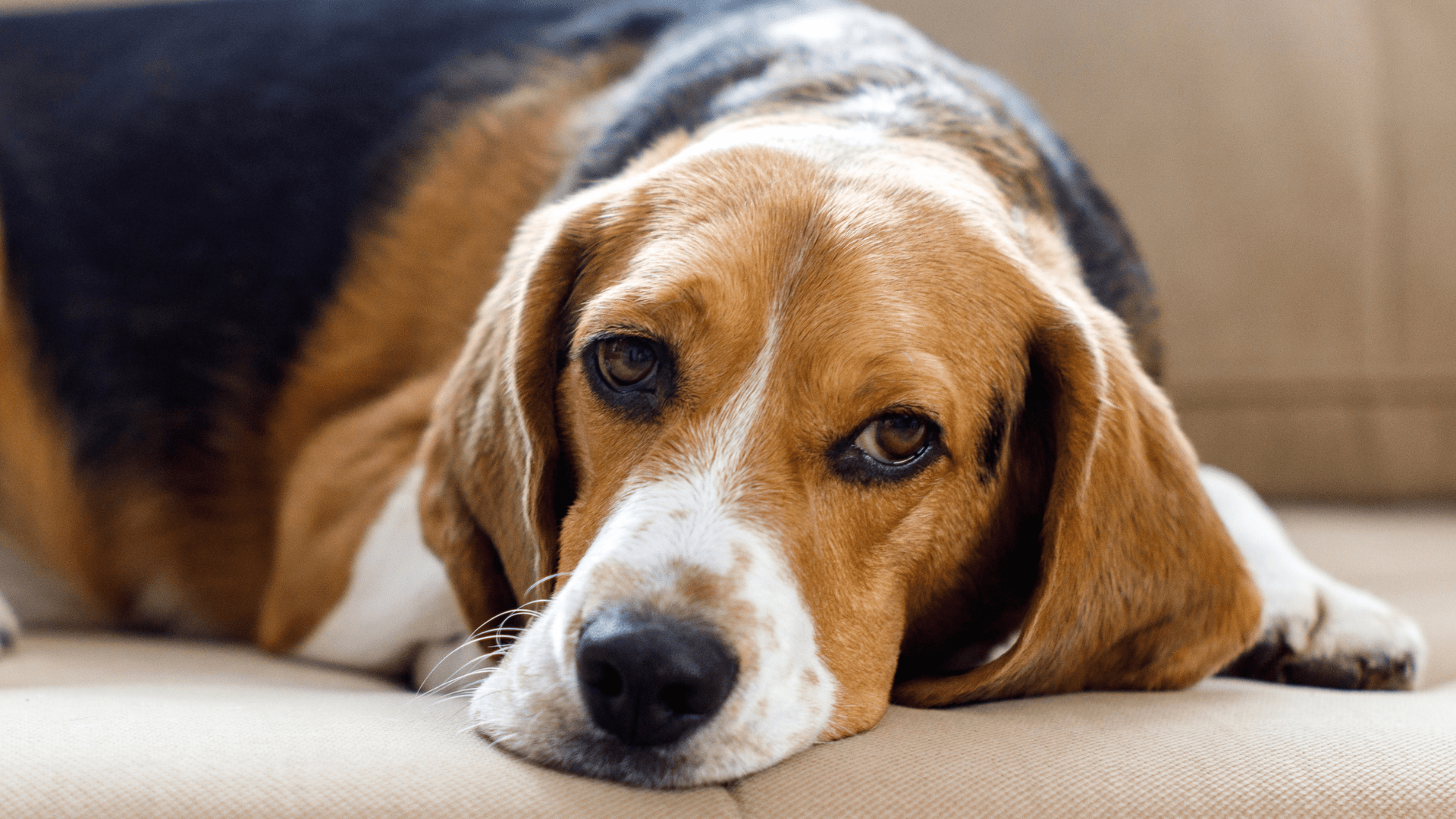 Sad Beagle Showing off His Boo Boo Will Make Your Heart Swell With Love ...
