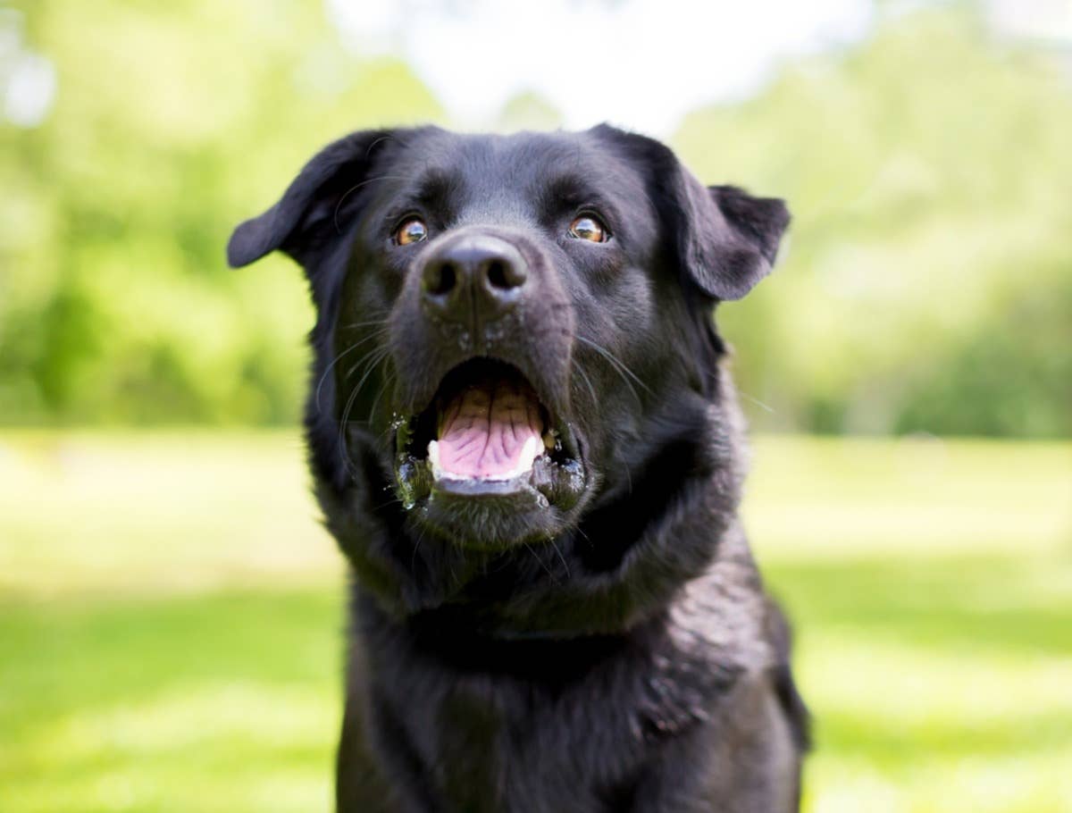 Black Labradors' Reactions to ‘Touchy Feely’ New Cat Sibling Is ...