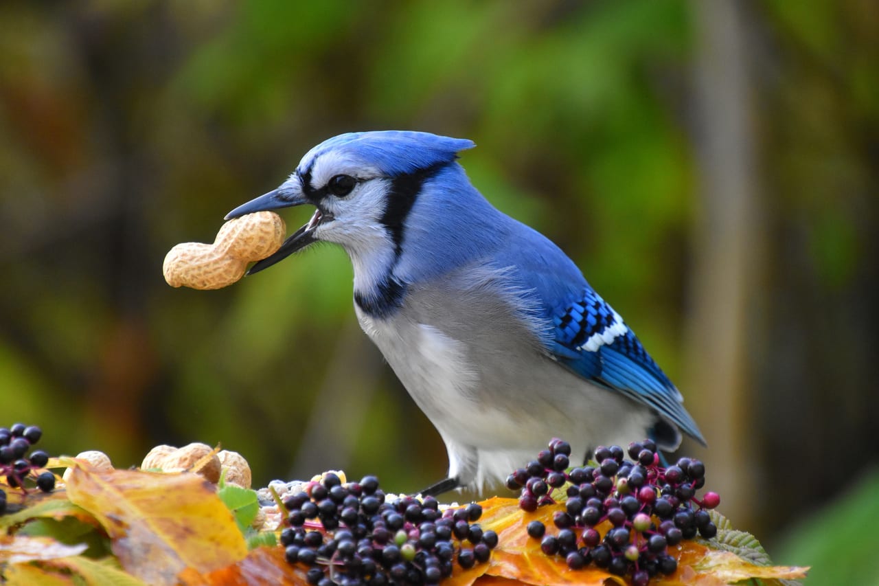 How to Make Friends With Blue Jays Without Scaring Them Off - PetHelpful