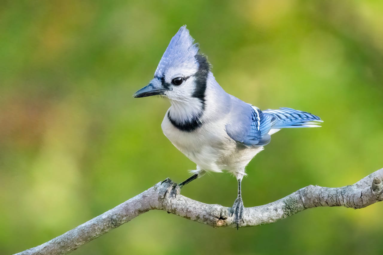 How to Make Friends With Blue Jays Without Scaring Them Off - PetHelpful
