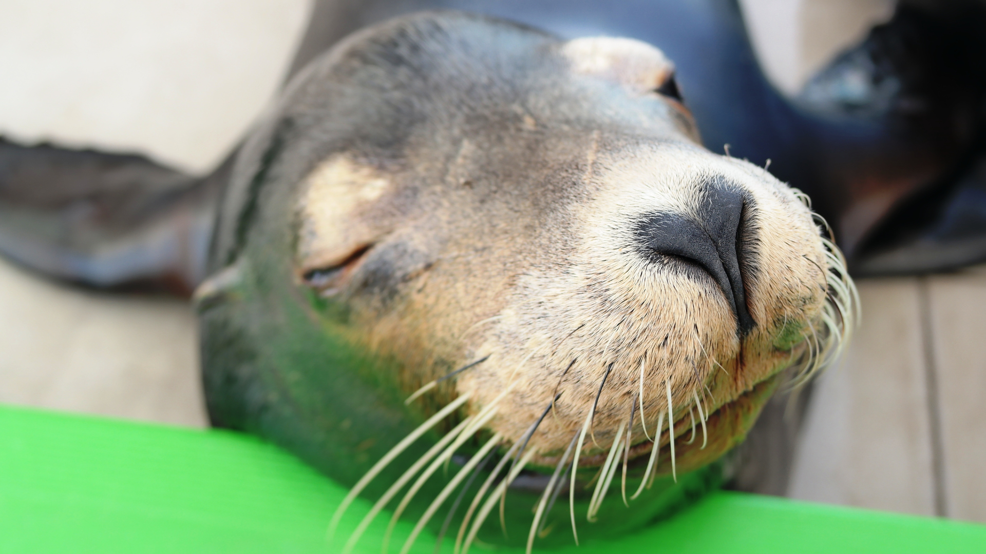 Sea Lion Has Happy Hops During Her First Snow Storm Just Like a Little ...