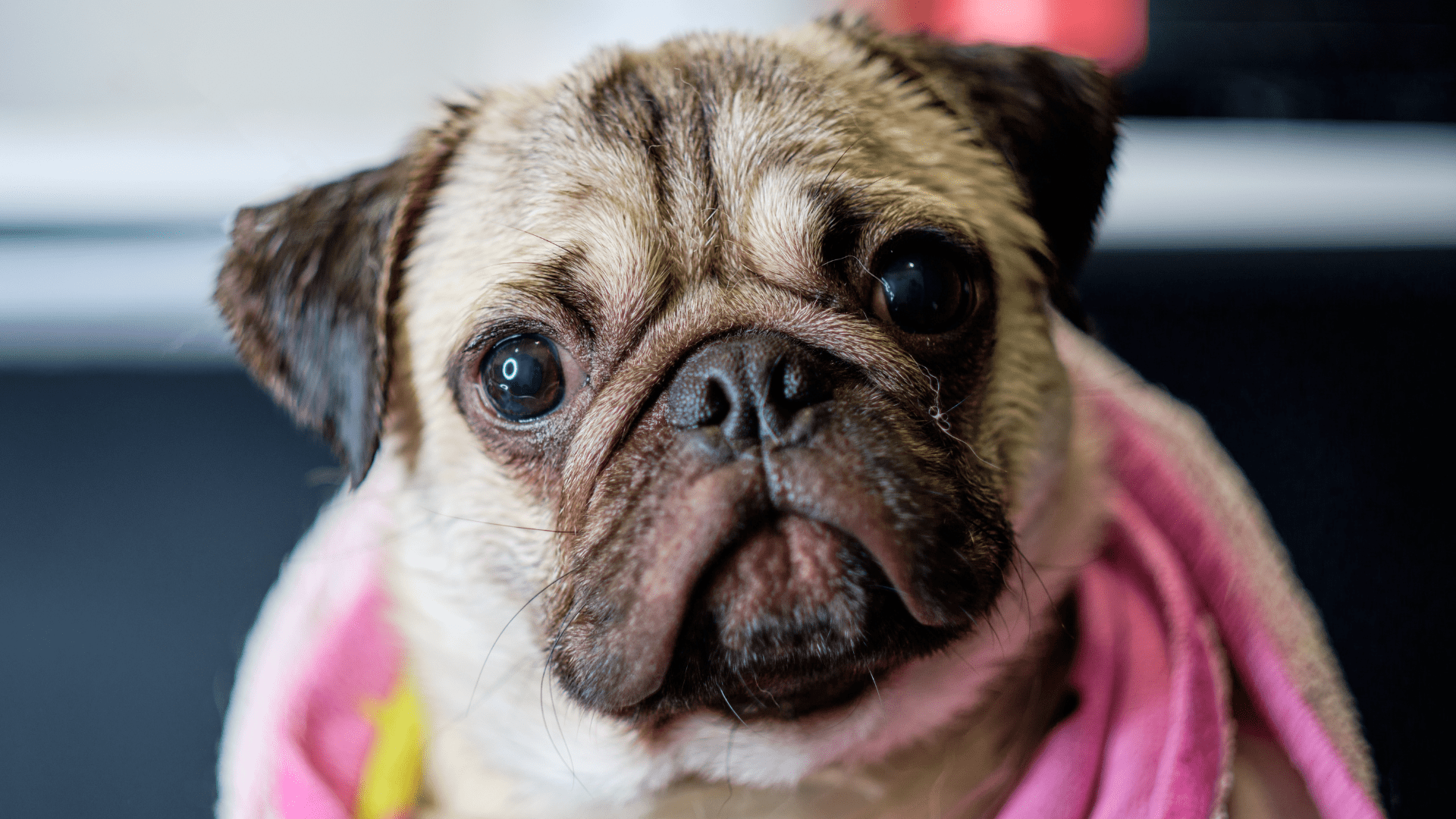 Senior Pug ‘Bathroom Supervisor’ Taking His Job Very Seriously Is LOL ...
