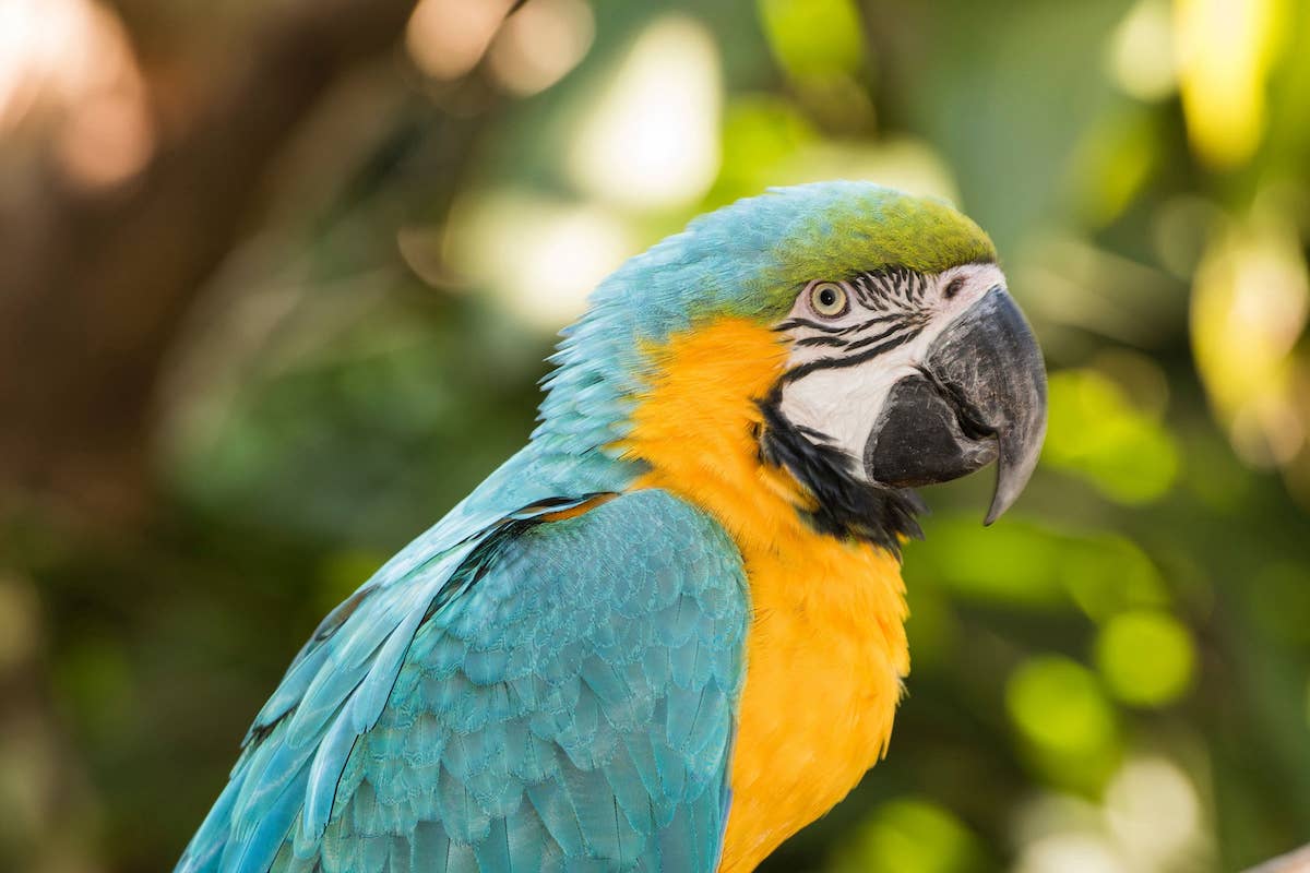 Vet Hospital's Gender Reveal Party For a Fully-Grown Parrot is Melting ...