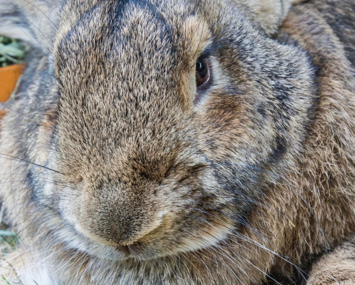 Flemish Giant Rabbit Gets the Binkies After Hopping Upstairs to See Her ...
