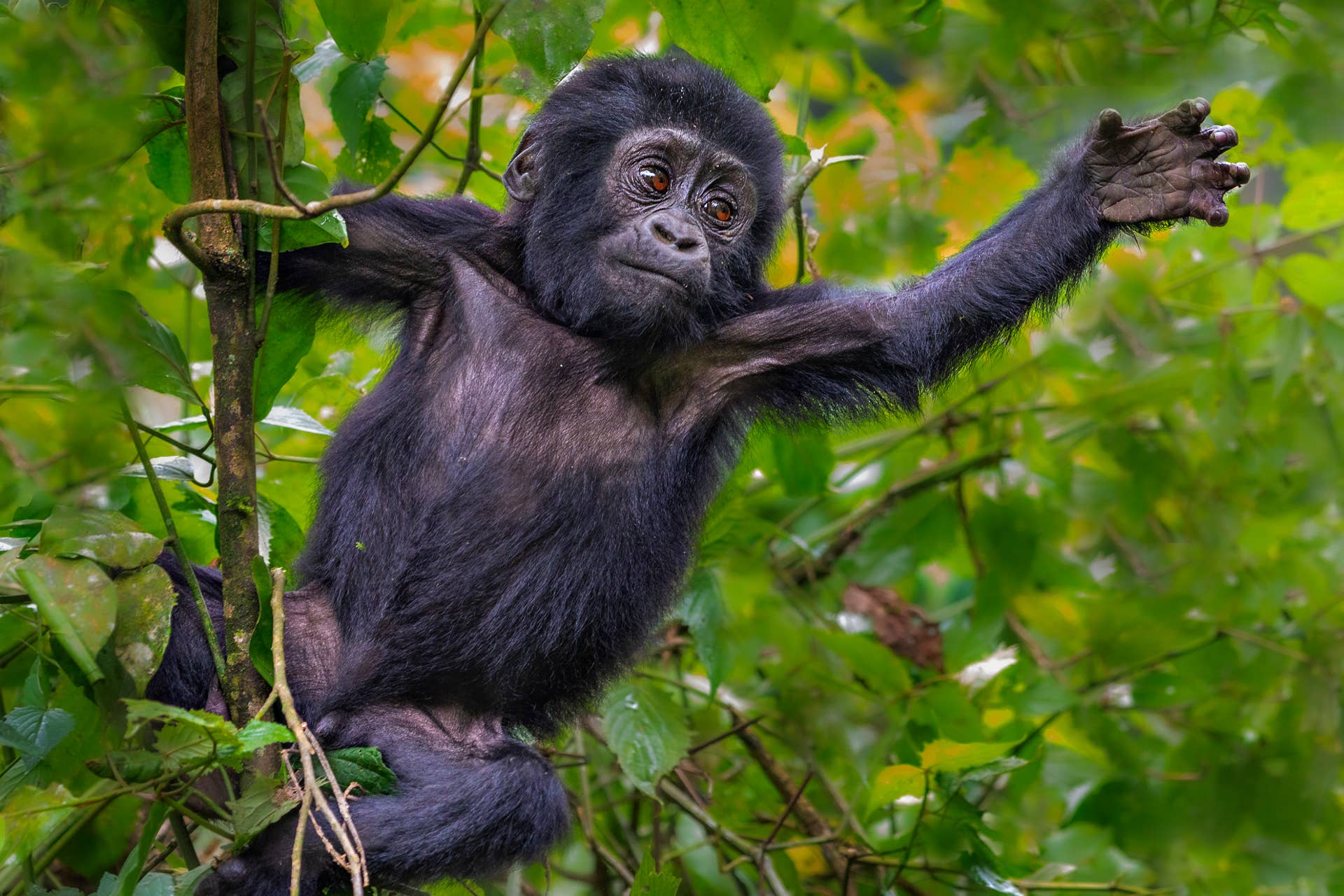 Baby Gorilla Helps Zoo Visitor Tie His Shoes in Adorable Moment ...
