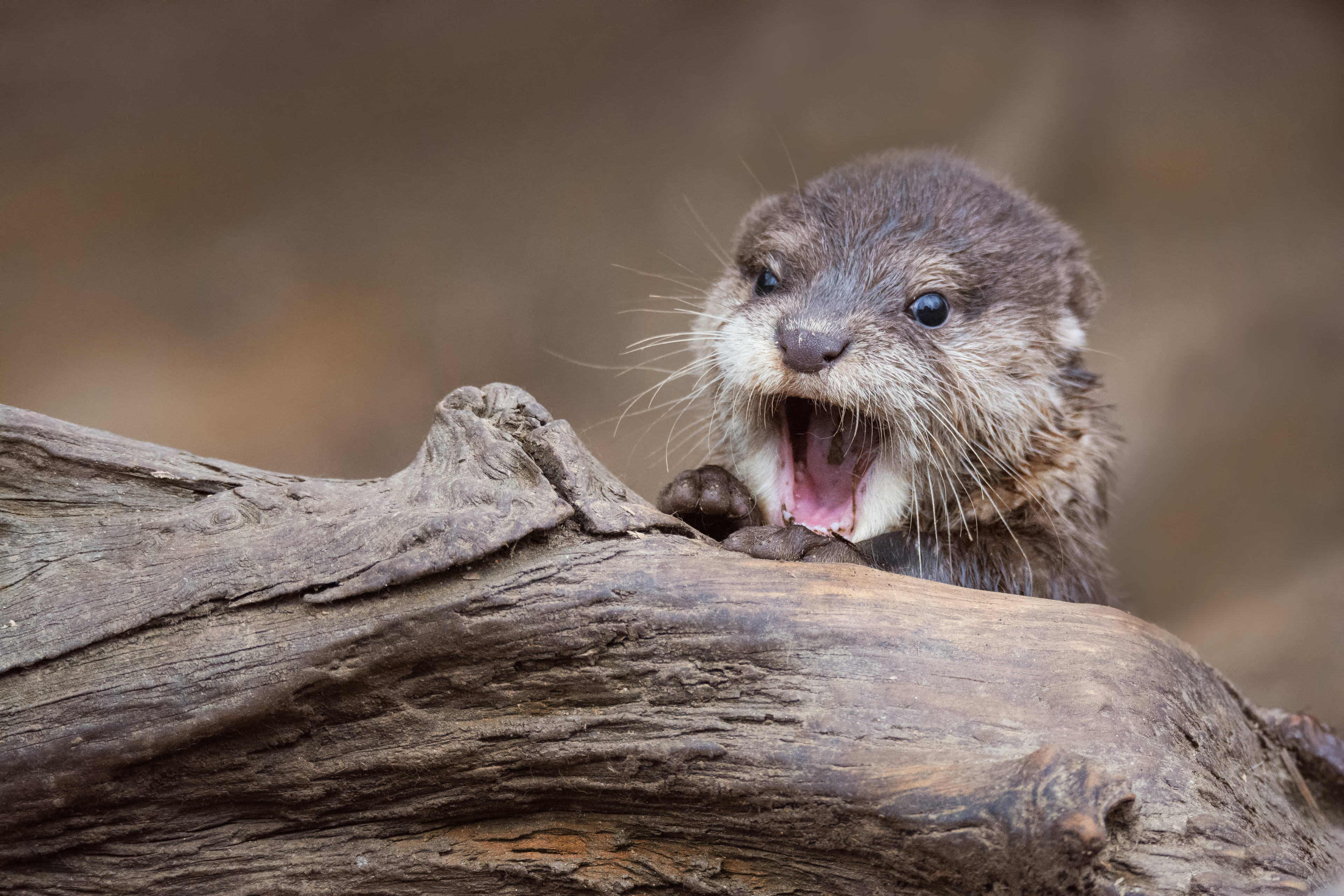 Otter Mom Appears After Rescuers Play 'Baby Cries' Over Speaker - PetHelpful