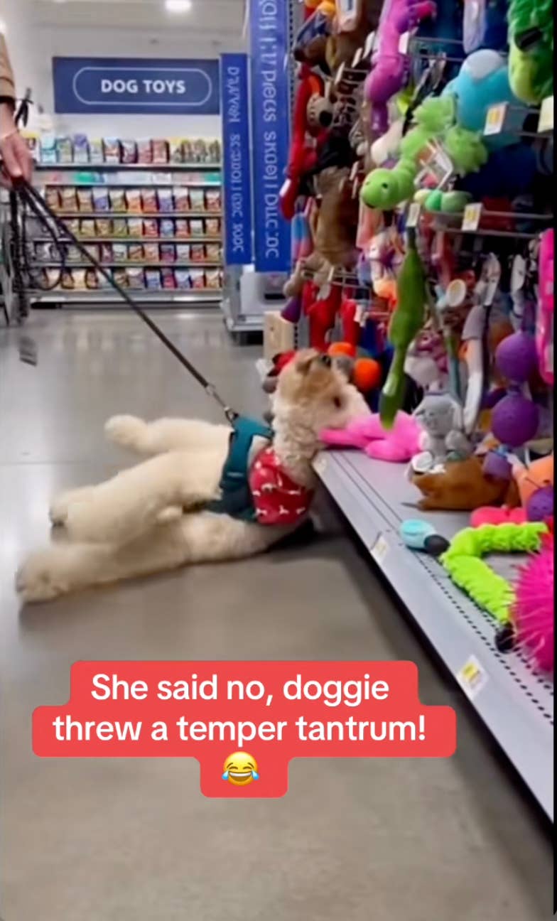 TikTok Loves This Goldendoodle’s Toy-Aisle Meltdown - PetHelpful