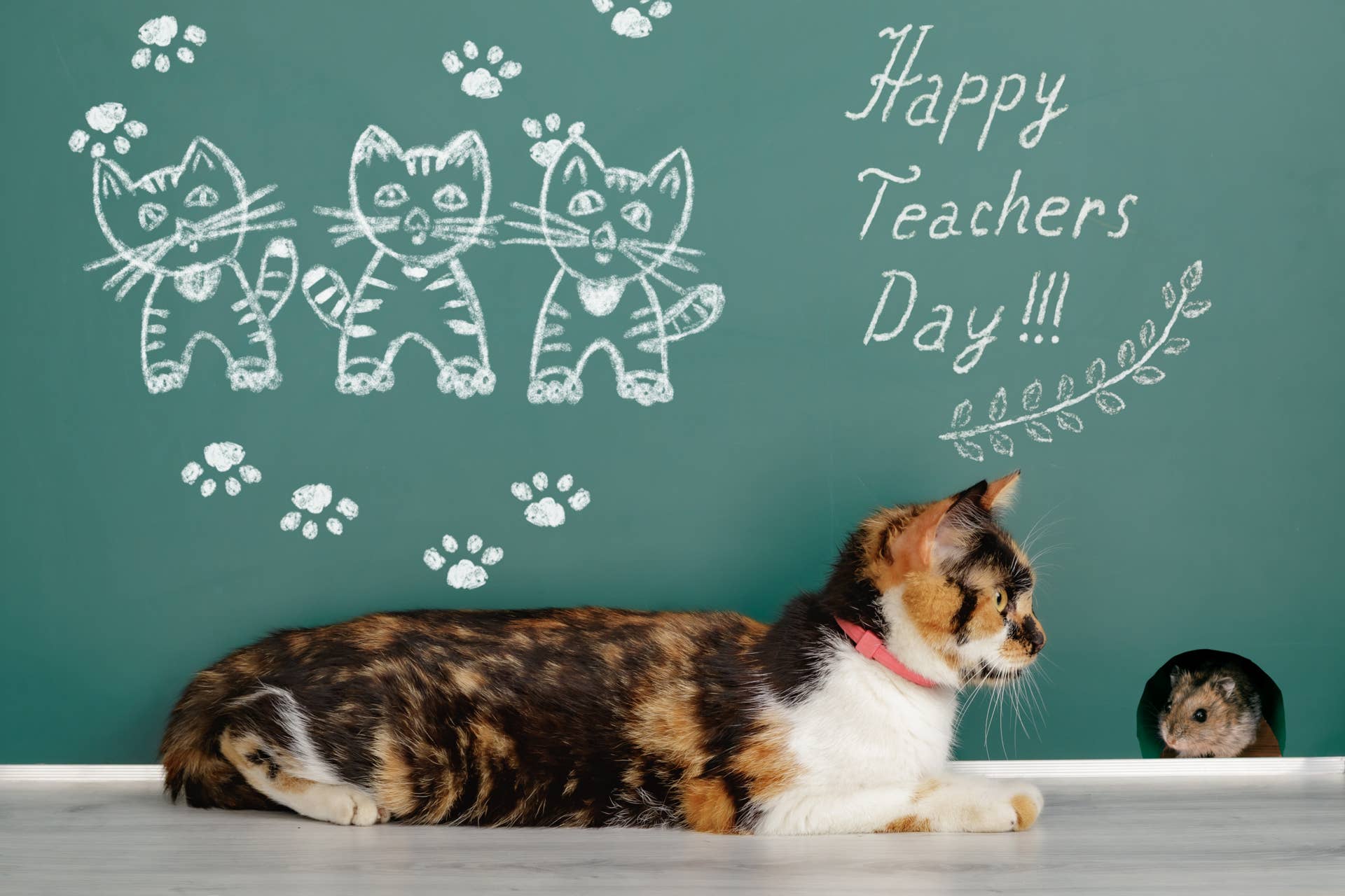 Adorable Pet Glasses Making Cats Look Like Professors - PetHelpful
