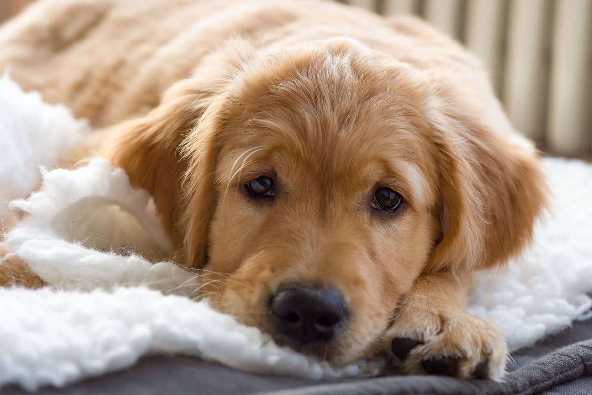 Golden Retriever Fighting Sleep 'So She Doesn't Miss Anything' Is Just ...