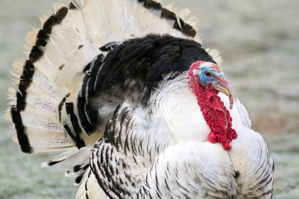 Moment Turkey Meets His New Hen Companion at Sanctuary Will Make You ...