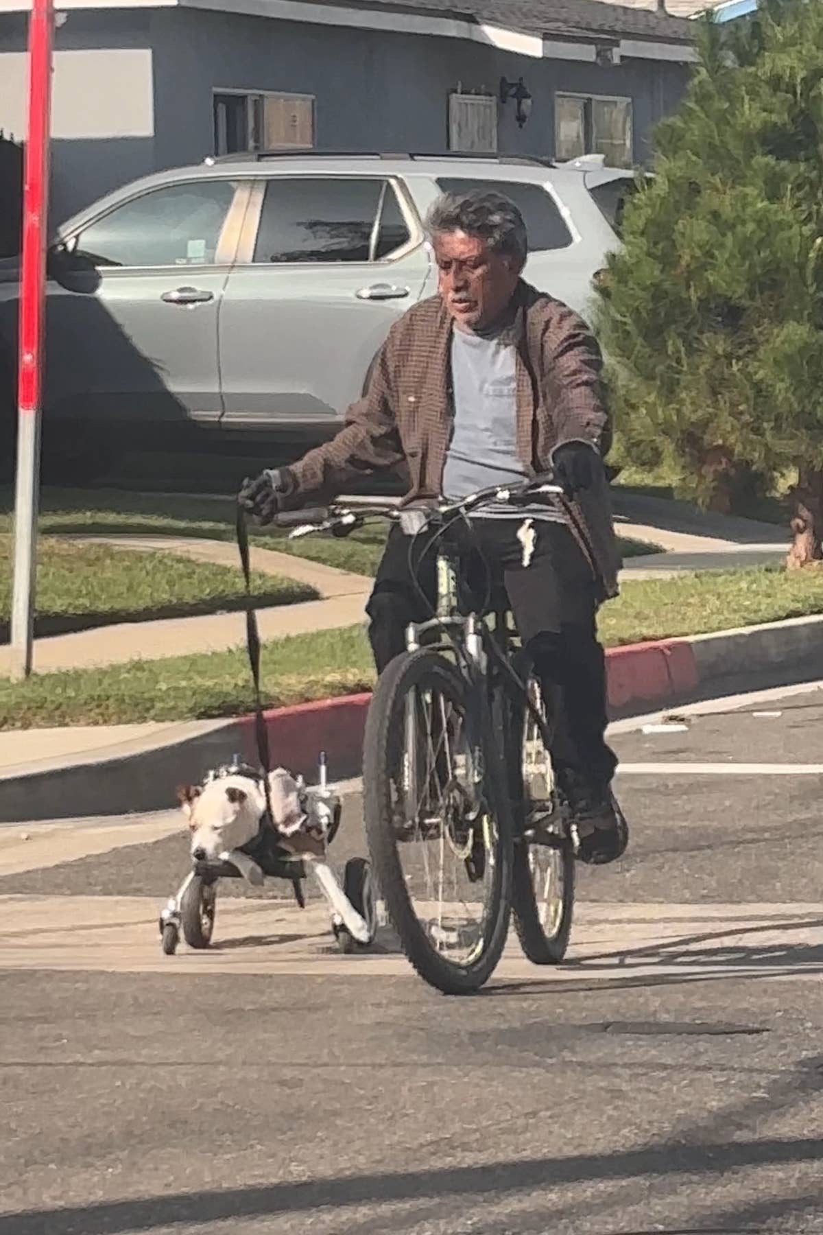 Selfless Dog Grandpa Finds the Perfect Way For His Dog in a Wheelchair ...