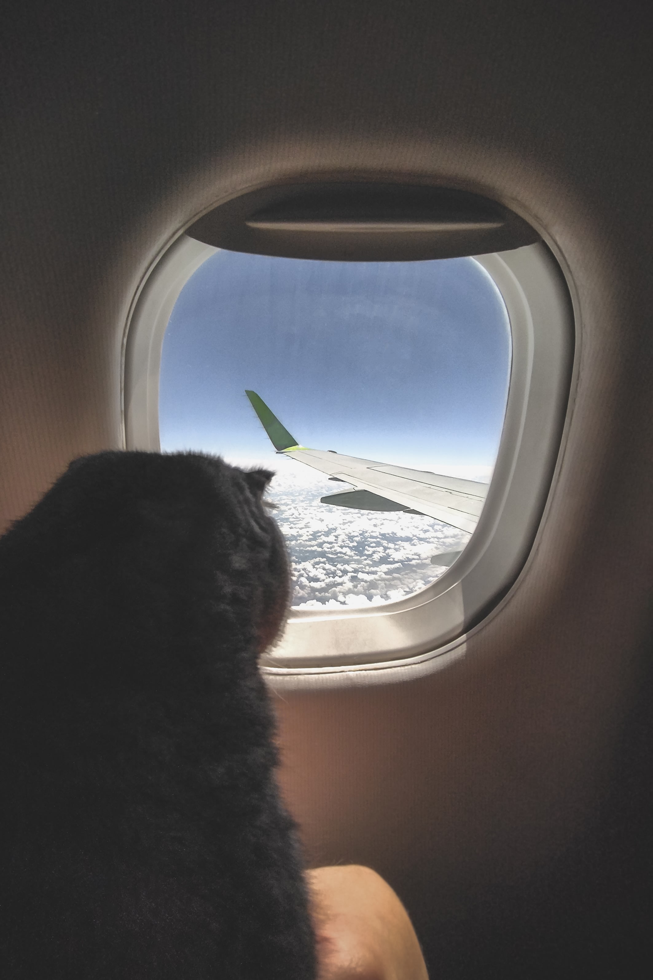 Cat Wiggles Free on Holiday Flight and It's the Chaos We Needed ...