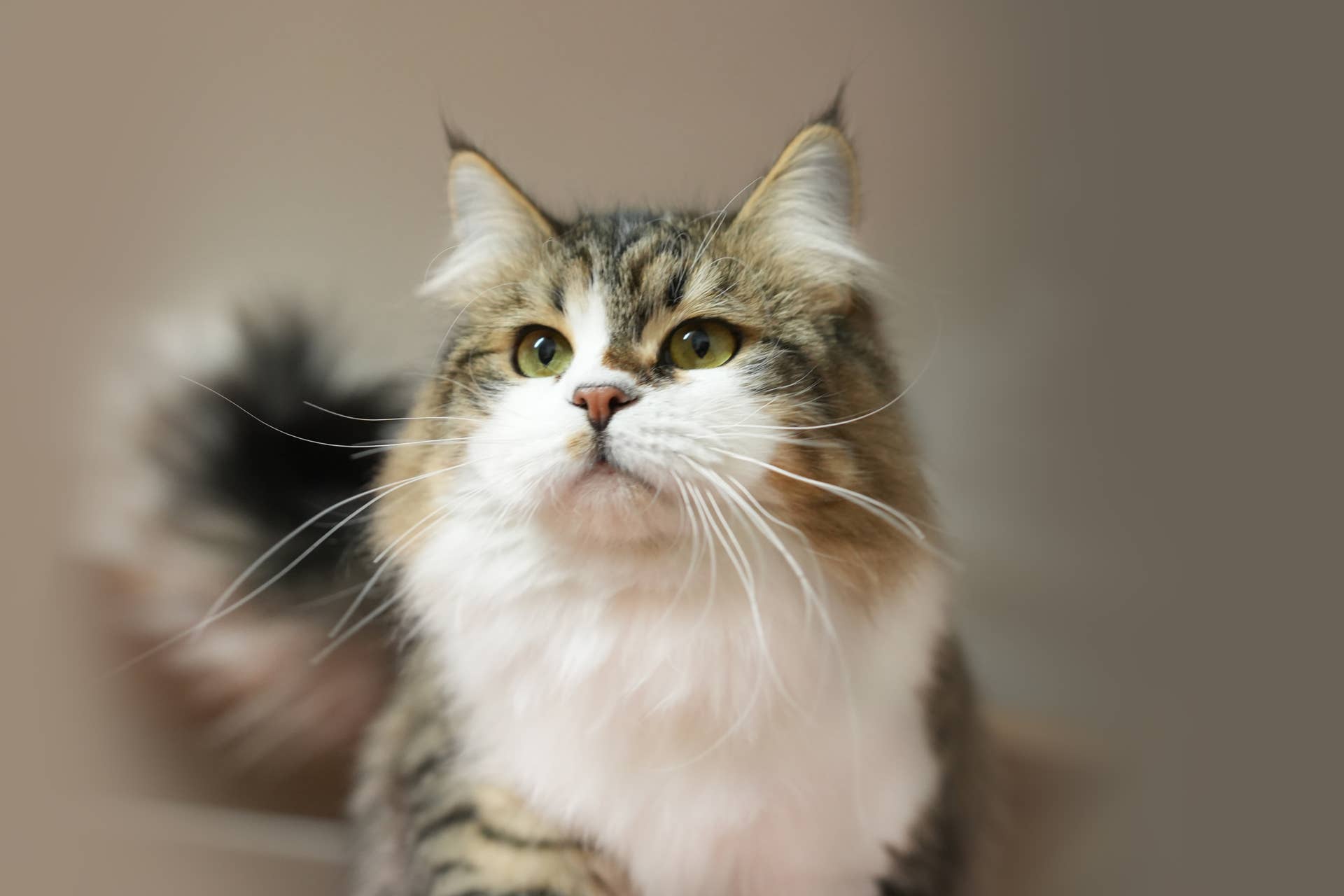 This Whimsical Cat Tree Doubles as Home Decor - PetHelpful