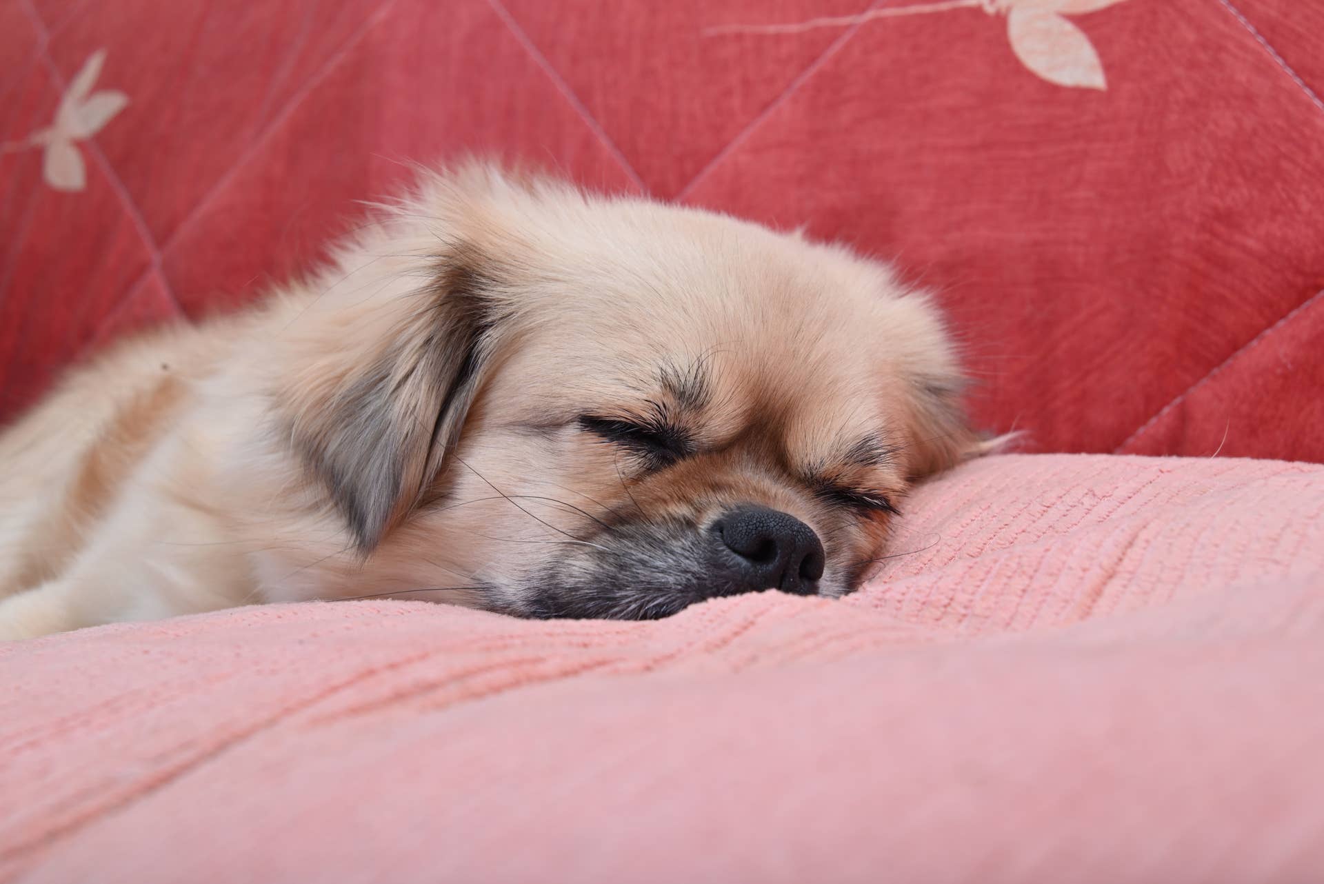 This Infrared Dog Bed Is More Than Just a Place to Sleep - PetHelpful