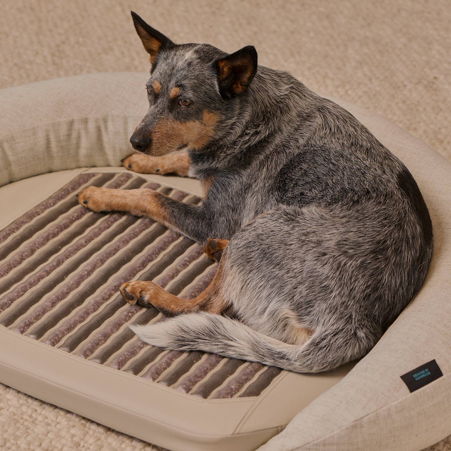 This Infrared Dog Bed Is More Than Just a Place to Sleep - PetHelpful