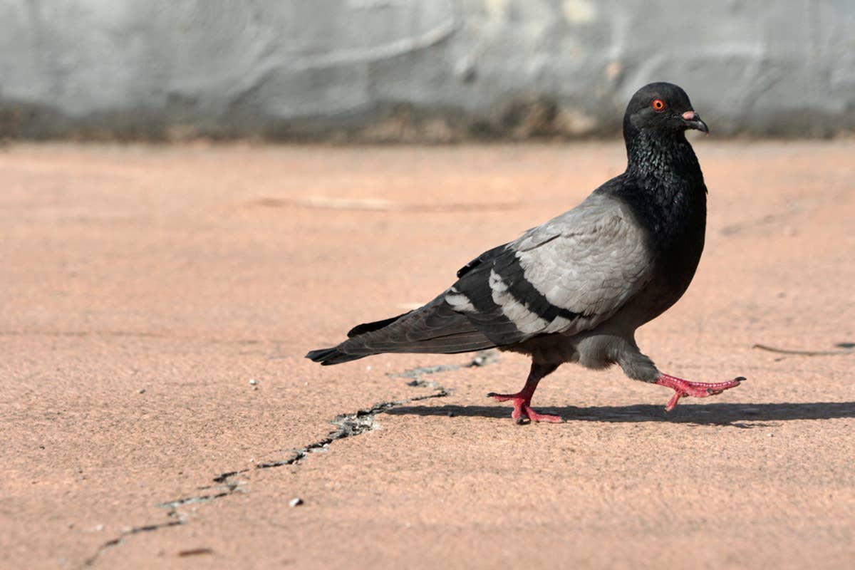 Pet Pigeon’s Tippy Taps Are the ASMR We All Need in Our Lives - PetHelpful