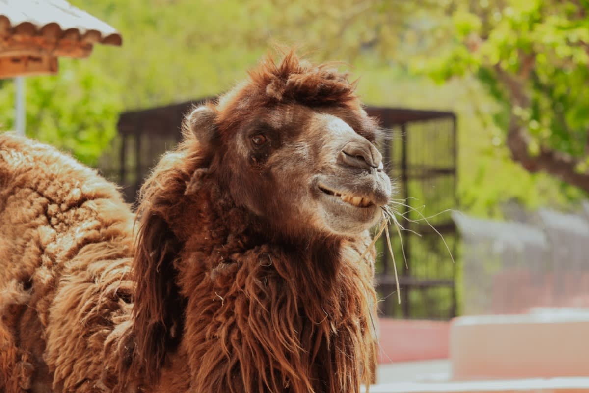 Pet Camel Acts Like a Big Puppy and People Can’t Get Over the Cuteness ...