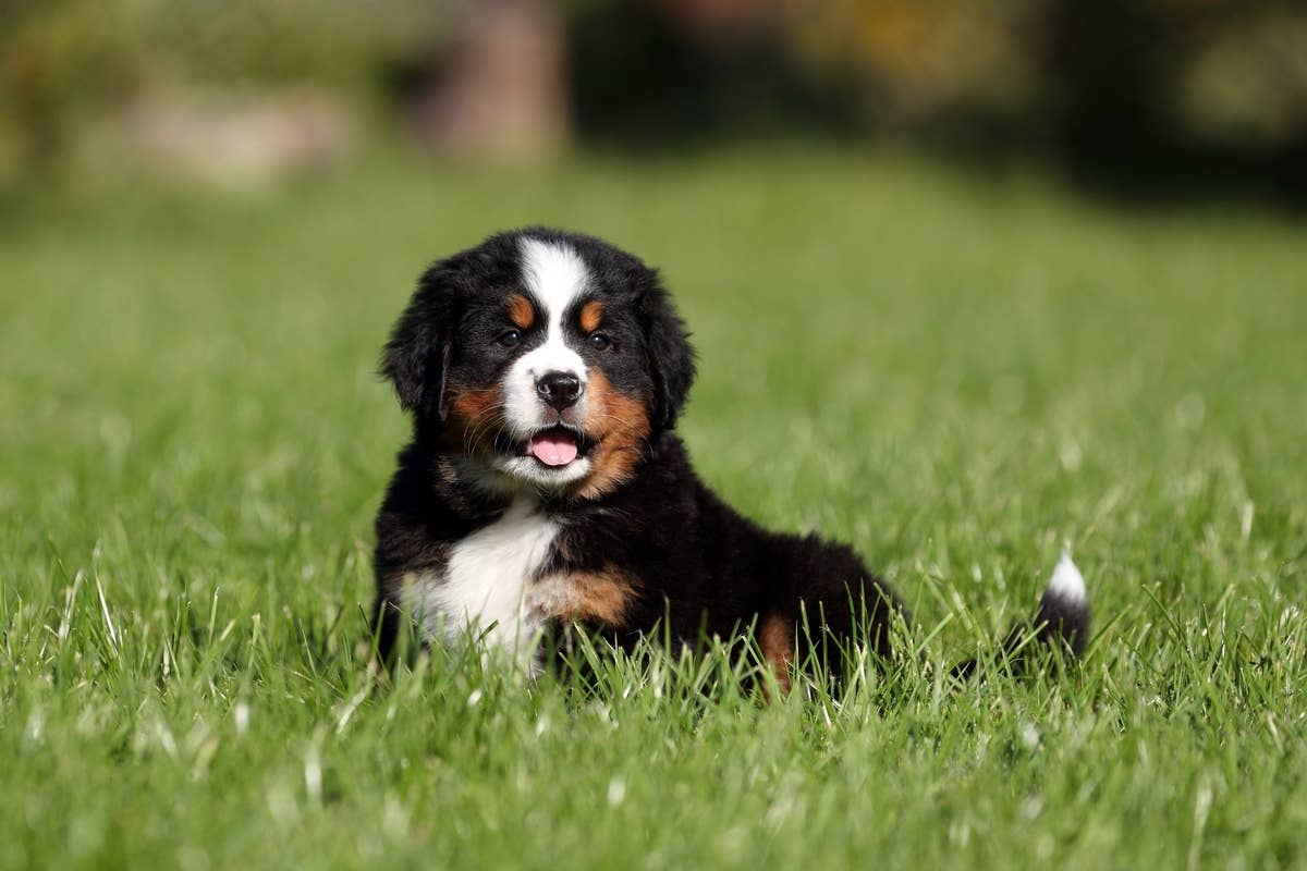 Bernese Mountain Puppy Is the Best Boy for His First Bath and It's ...