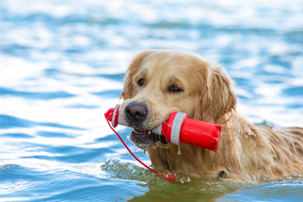 Golden Retriever Gets Invited to First Pool Party and Pure Bliss Ensues ...