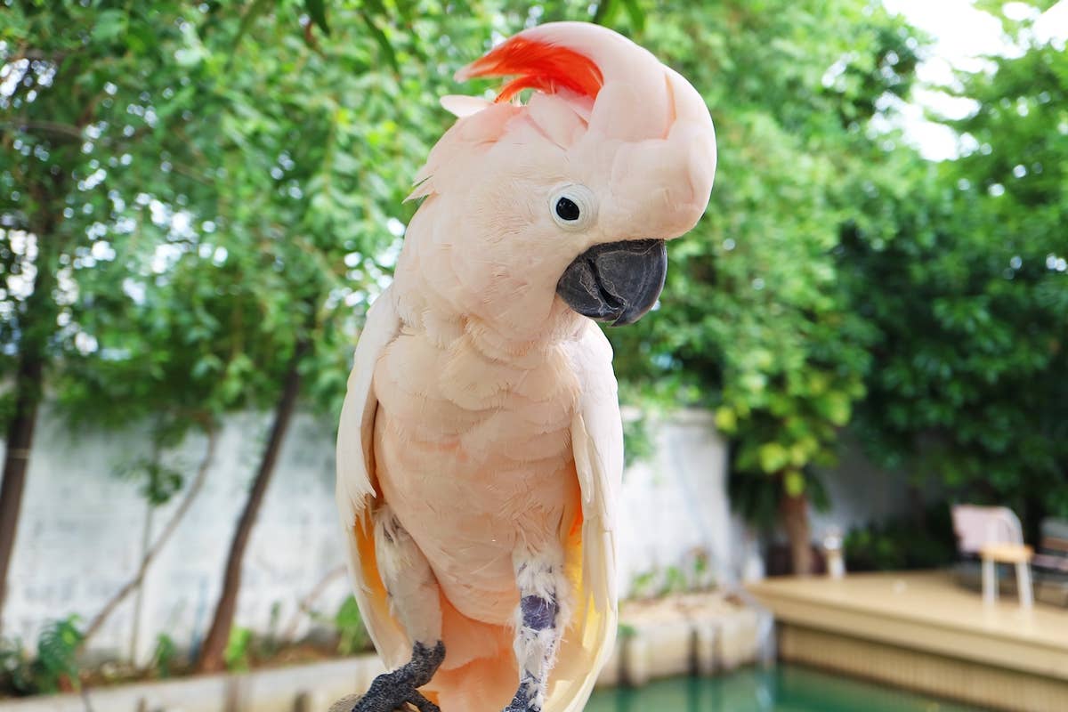 Pink Cockatoo Dances to His Favorite Song Like No One's Watching ...
