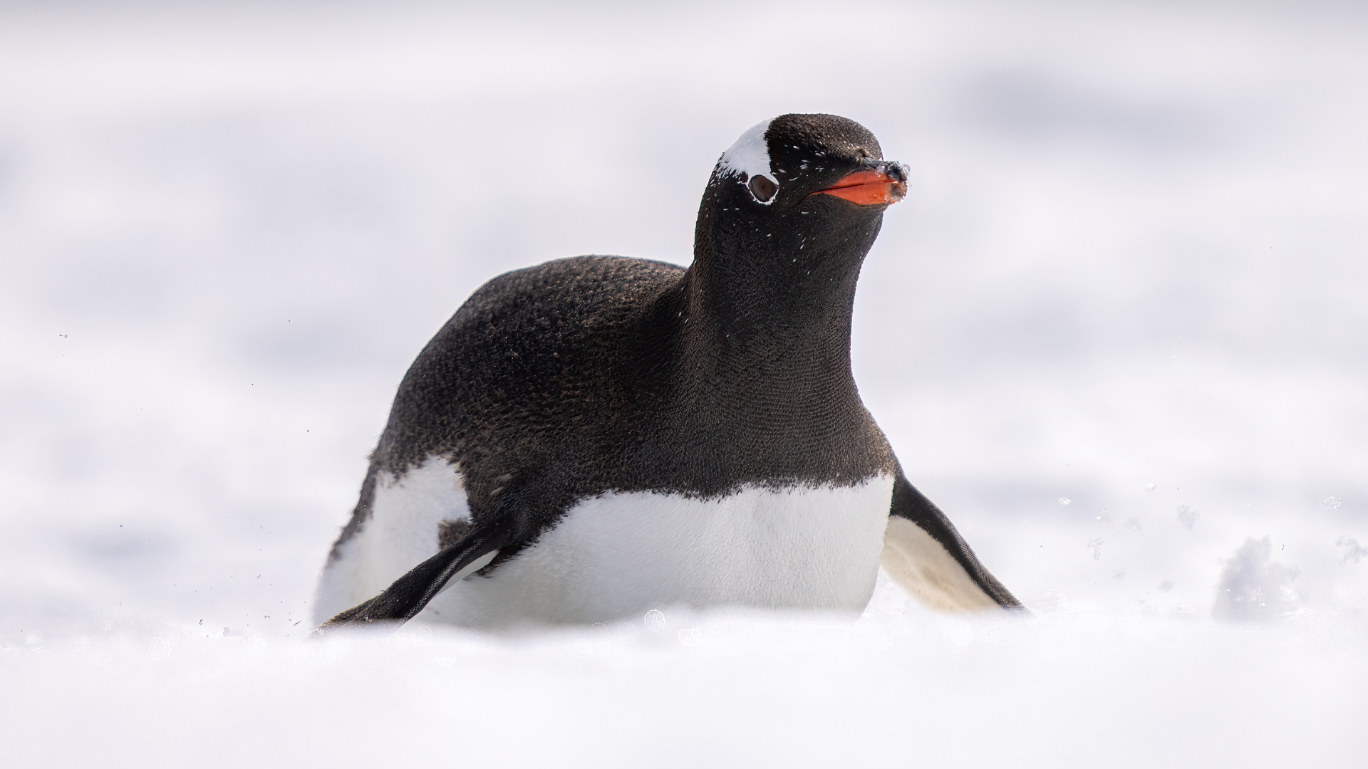 Penguins at the Pittsburgh Zoo Zoom Around the Snow Like Little Kids on ...