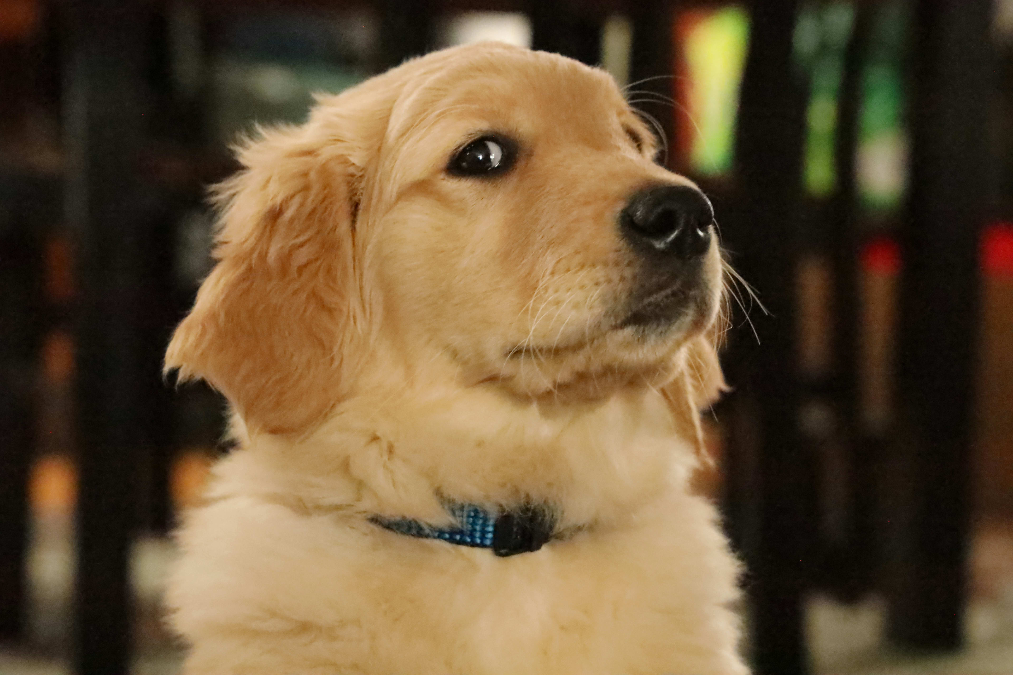 Golden Retriever’s Poker Face Crumbles the Moment Mom Offers a Treat ...