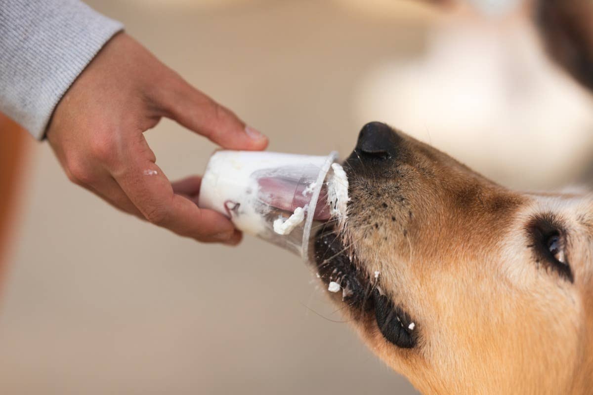 Golden Retriever Gets a Pup Cup at Home in the Cutest Way Possible ...