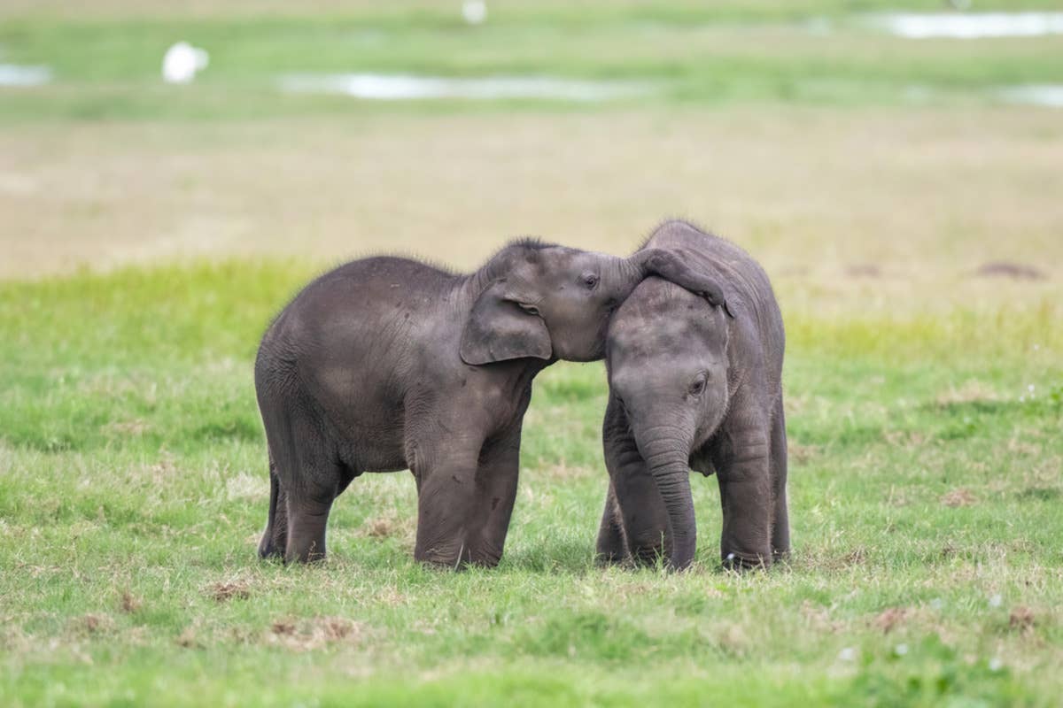 Baby Elephants Practicing Their Fighting Moves Is the Content We’re ...