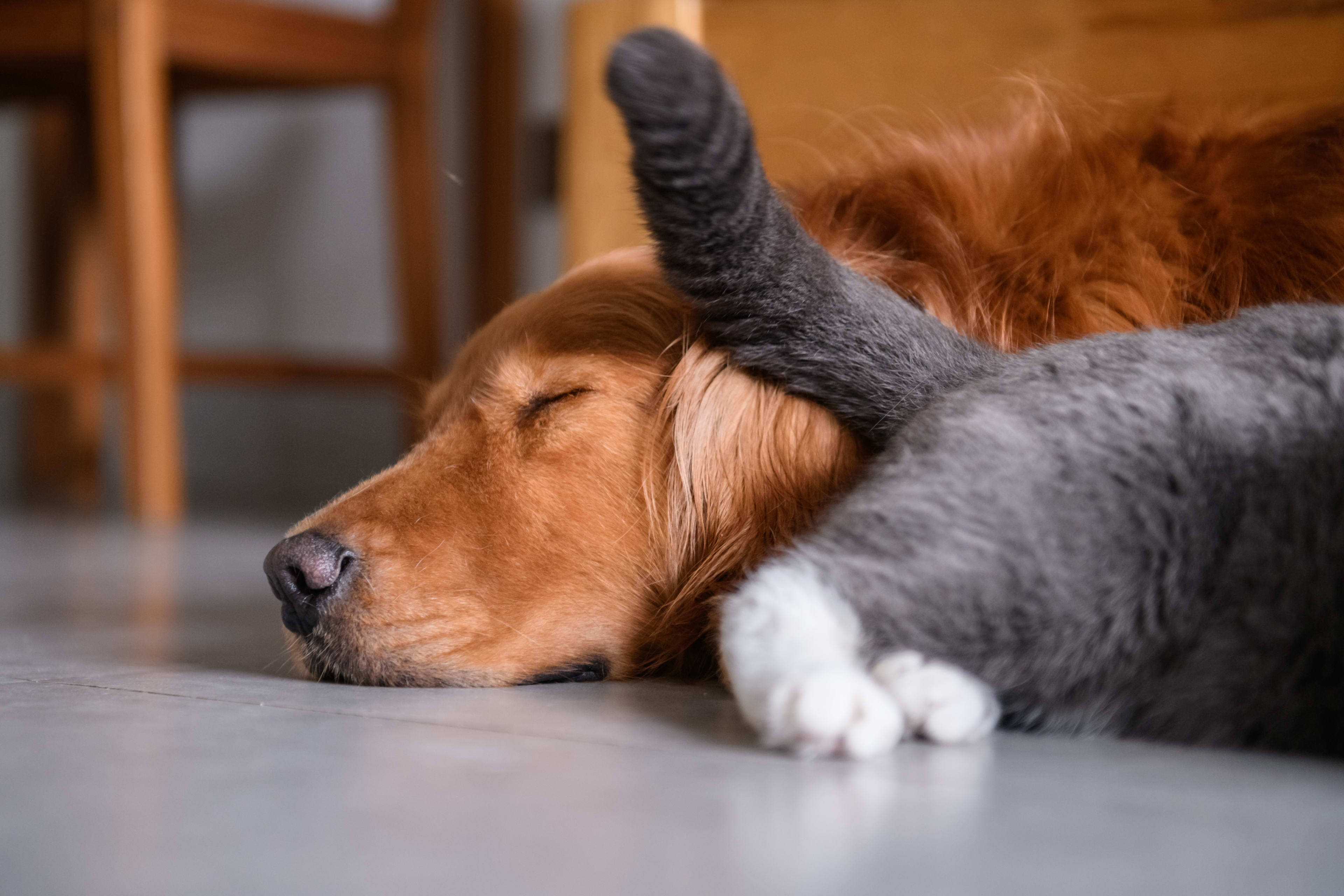Golden Retriever Thinks He's a Cat and TikTok Is Obsessed - PetHelpful