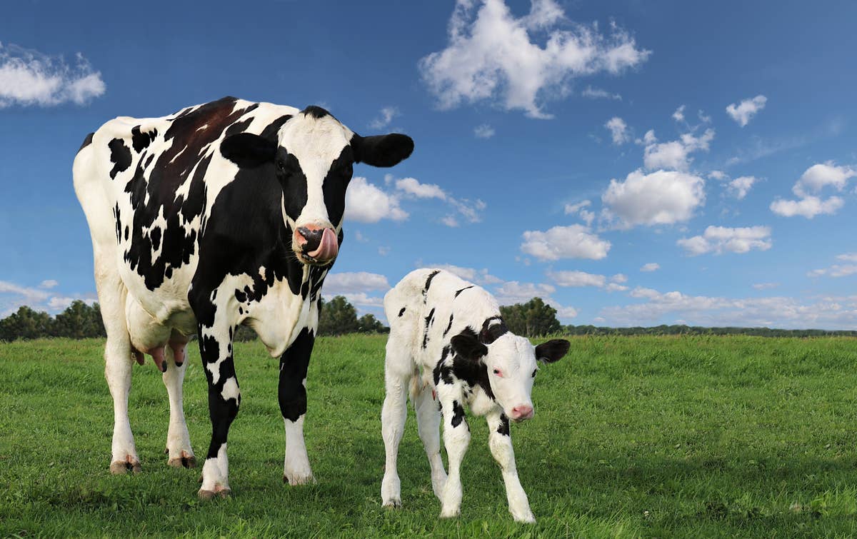 Mother Cow's Protective Vibe Over Mini-Me Baby Is True Love at Its Best ...