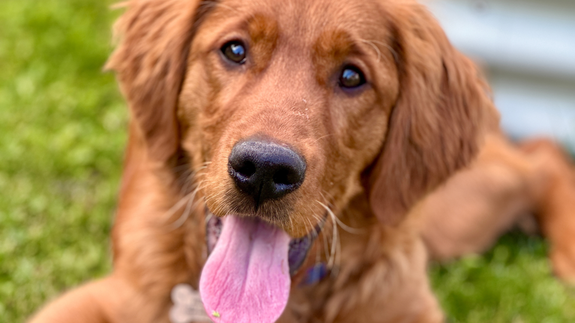 How Rare Are Red Golden Retrievers