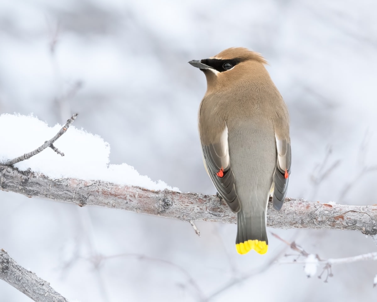Woman Finds Waxwing Bird Stuck in the Snow and the Sweet Rescue Is ...