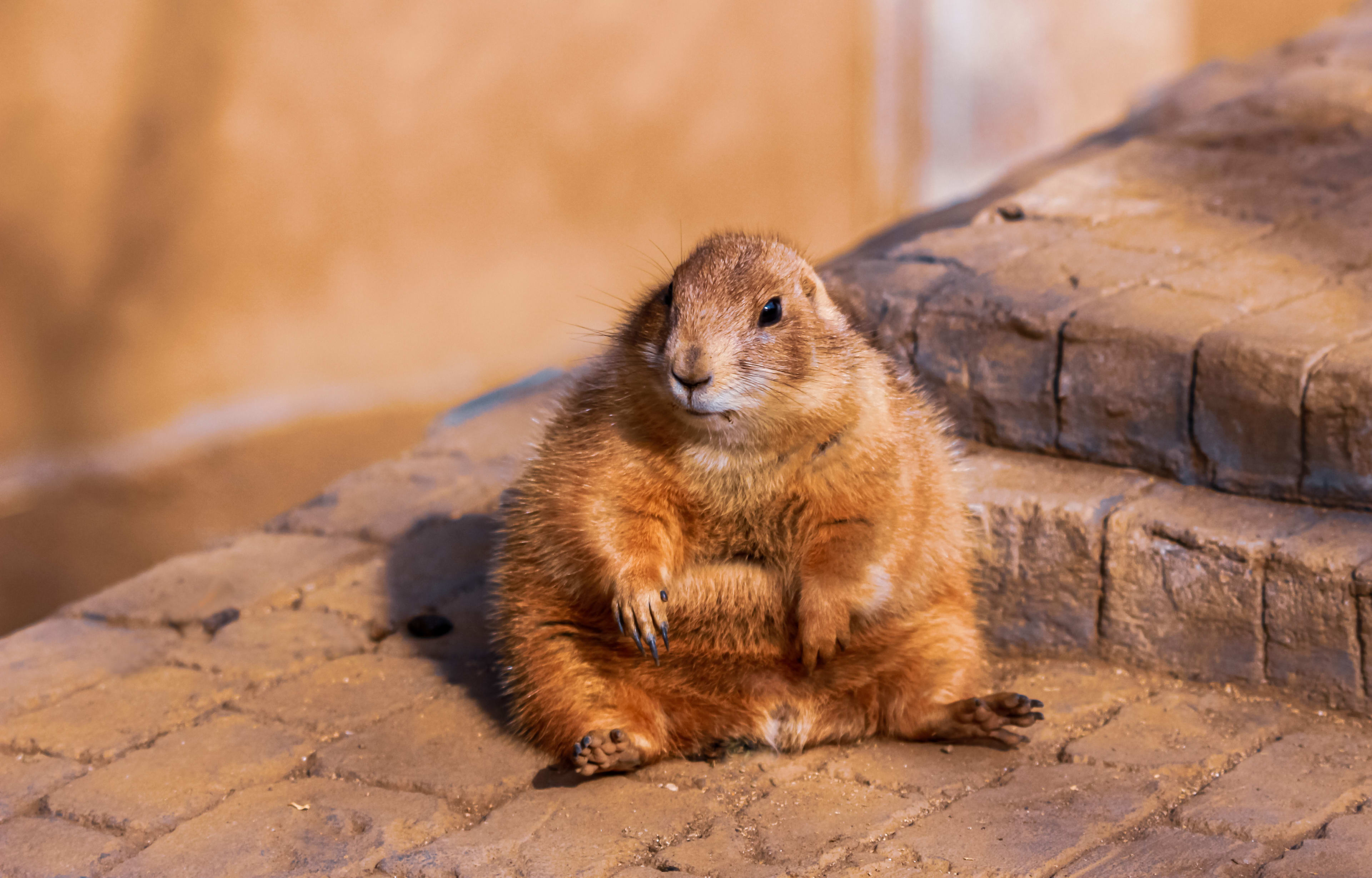 Cute Prairie Dog Trying to Jump on a Table Is Pure Comedy Gold - PetHelpful