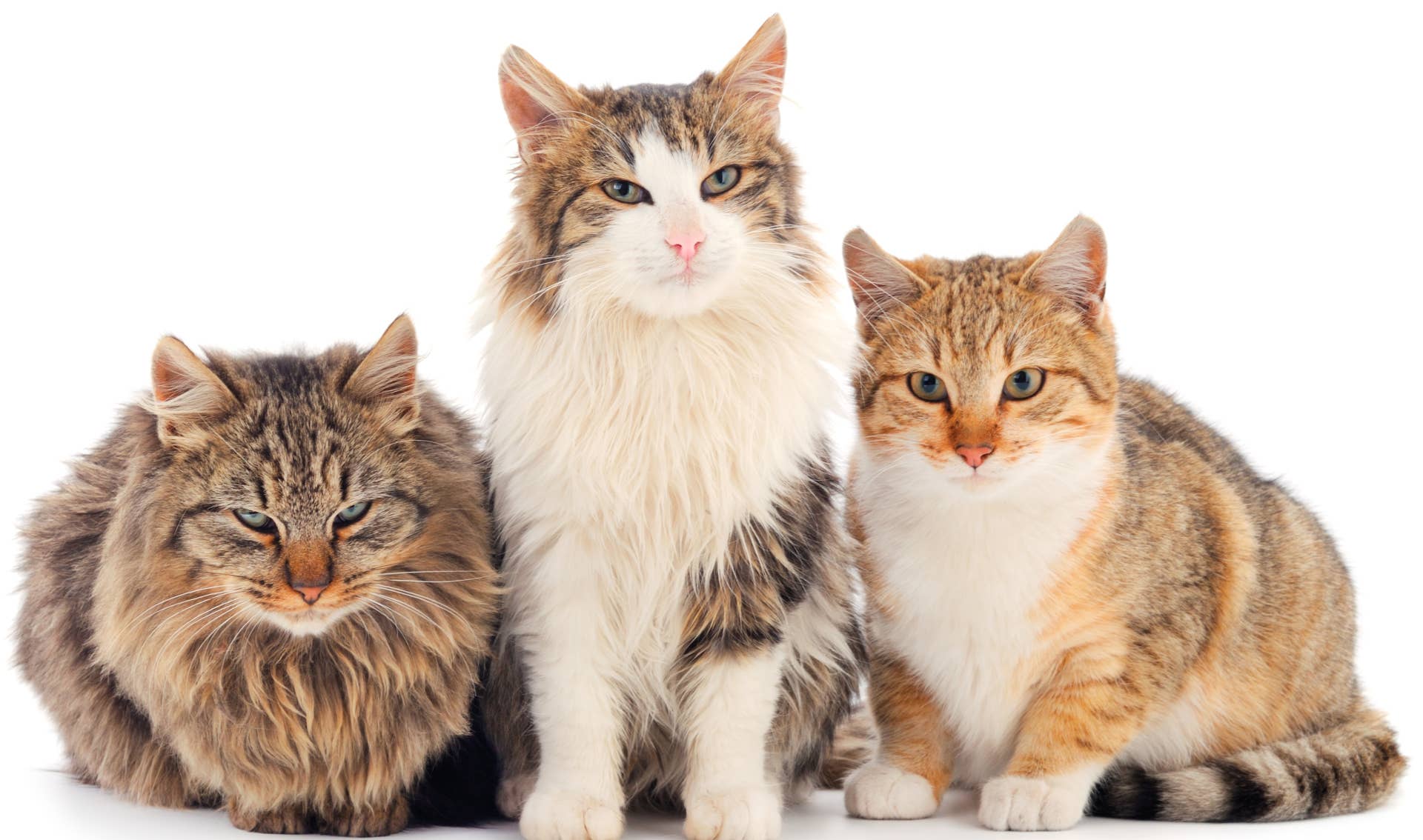 3 Little Cats Attempt the Perfect Organized Automatic Feeder Crime ...