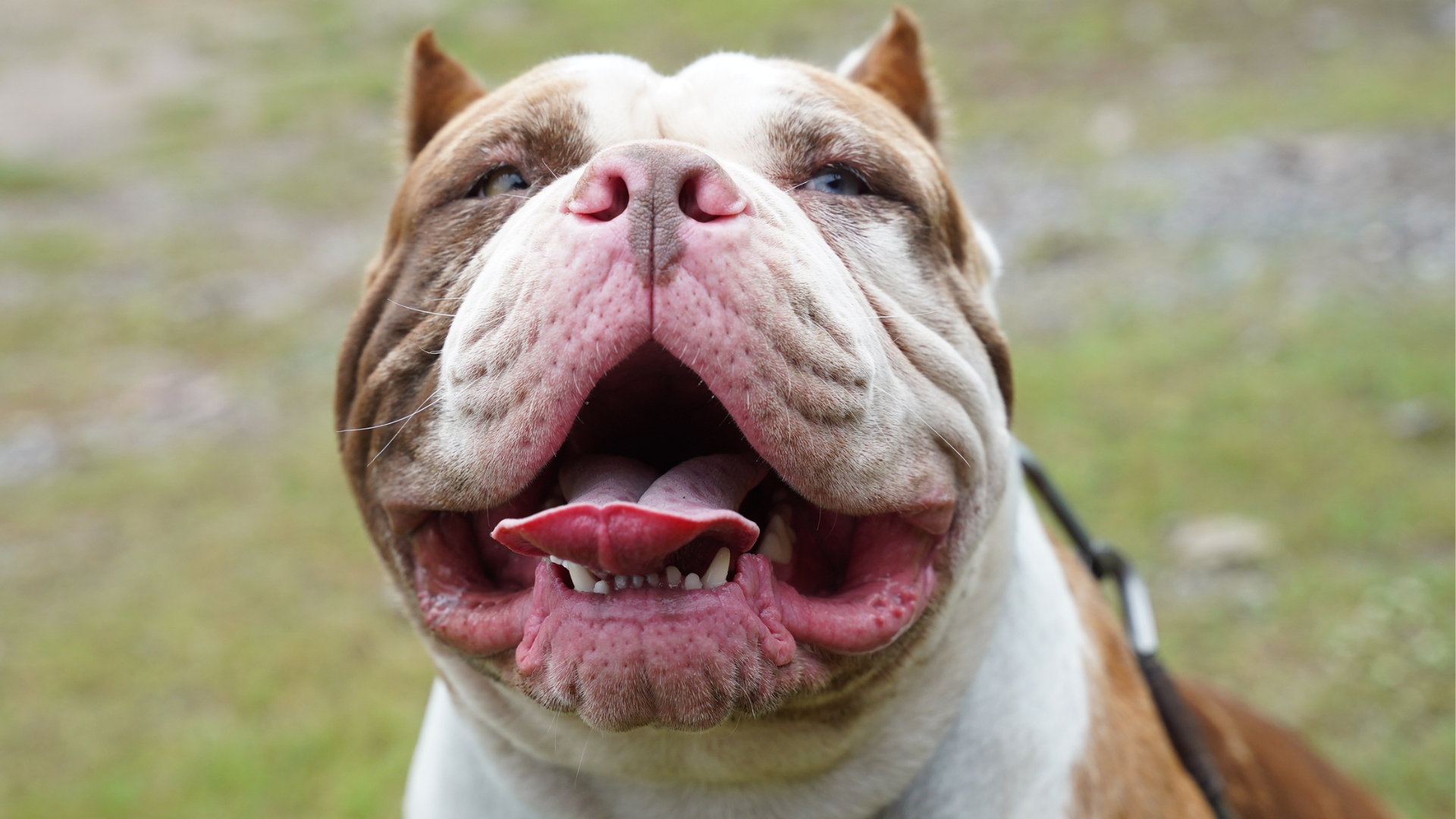 Pit Bull Stares at His Mom Like She’s the Sun & It’s Absolutely ...