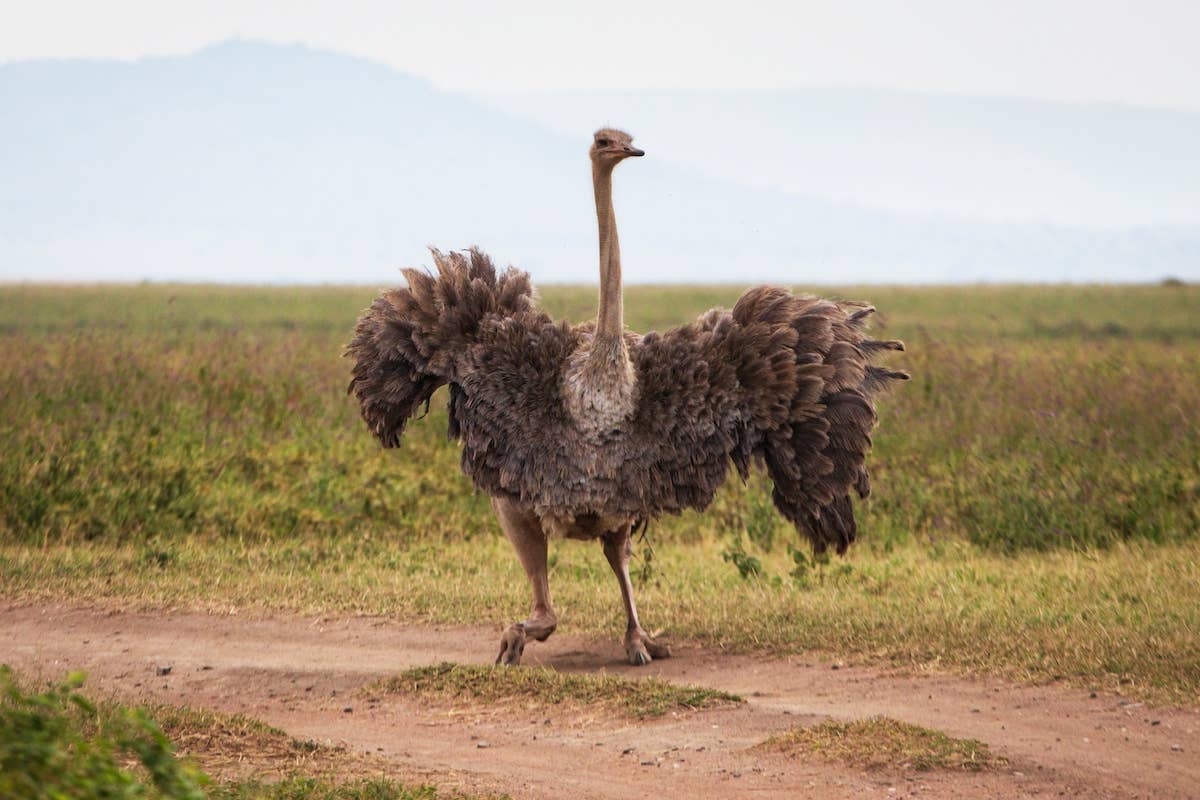 London Zoo Ostrich Showing Off His 'Flirting Dance' Definitely Has a ...