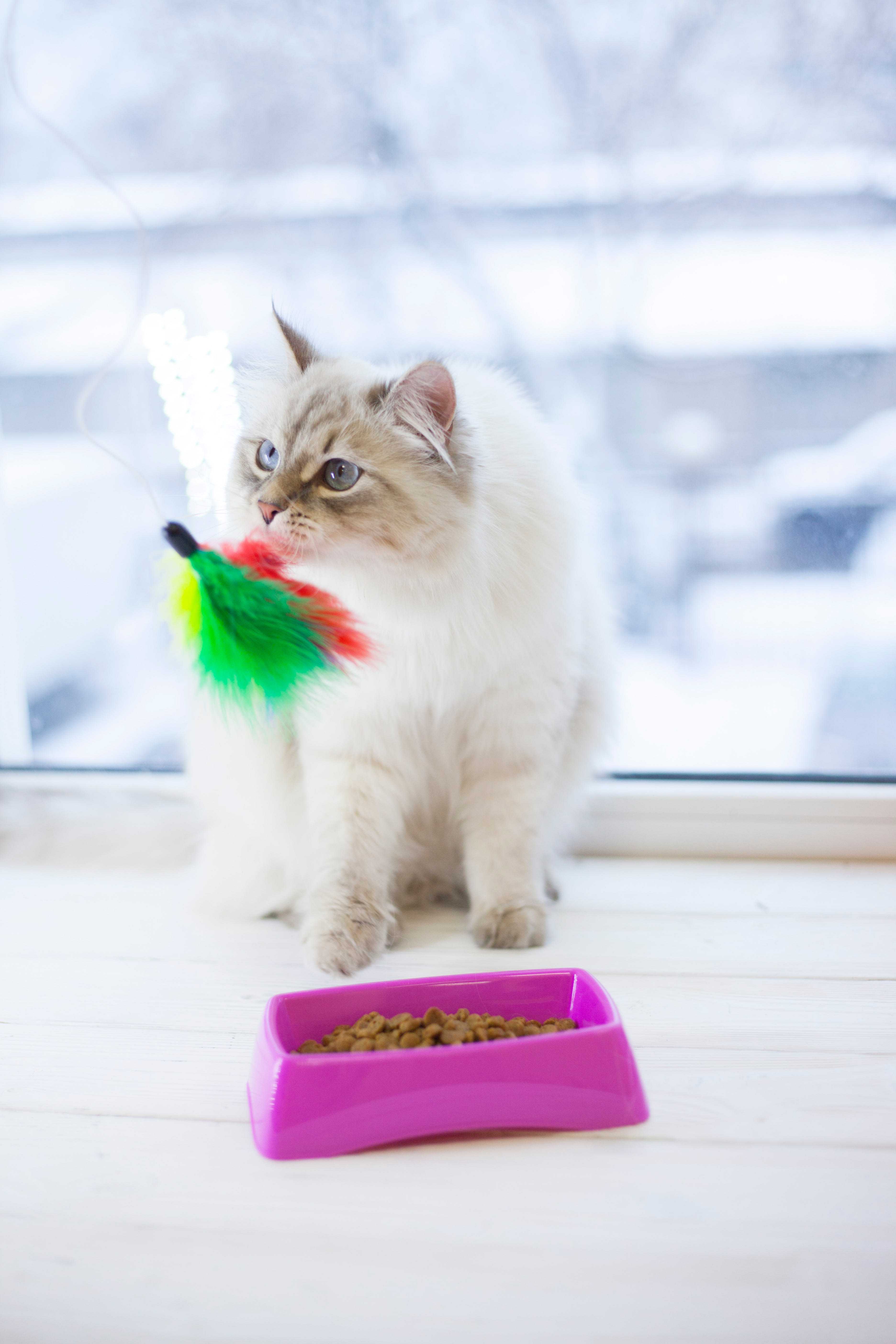 3 Little Cats Attempt the Perfect Organized Automatic Feeder Crime ...