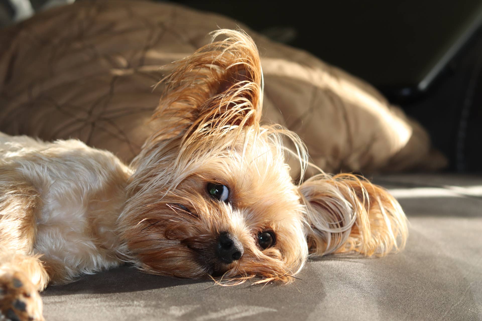 Feisty Yorkie Hating on the Most Random Things Is Utter Hilarity ...