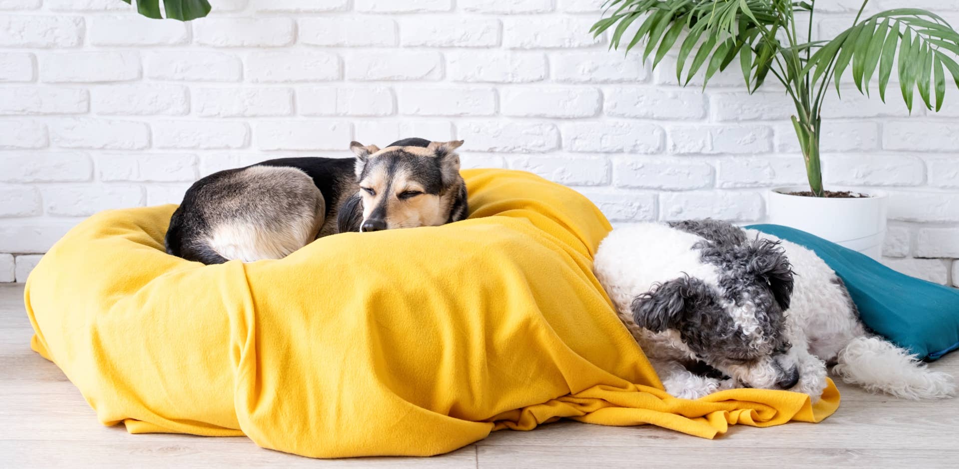 A Viral Goodbye Between 2 Dogs Is Reigniting Questions About Humane ...