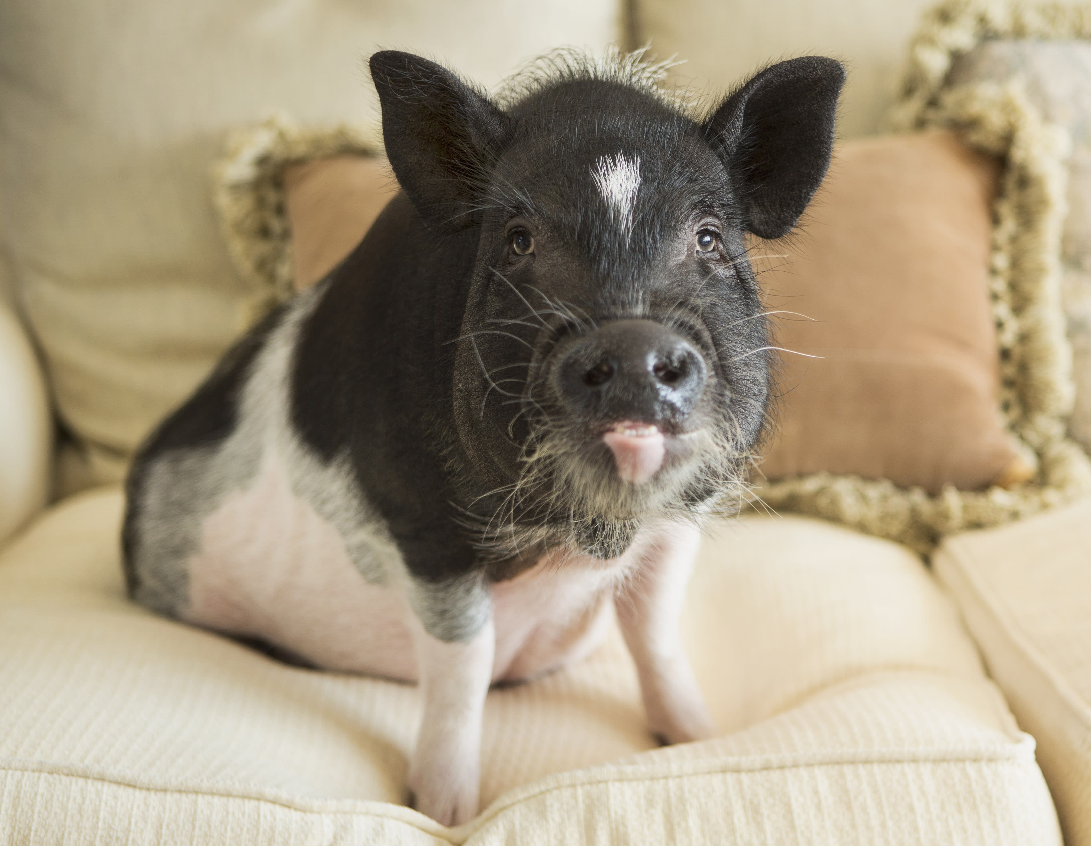Pig Paces the House Until Something Unexpected Finally Calms Him Down ...
