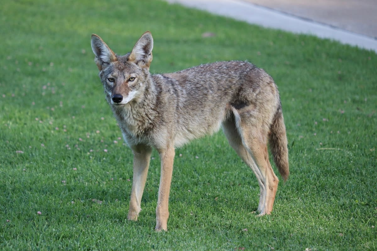 Coyotes Spotted Playing Near San Francisco's Golden Gate Bridge Looks ...