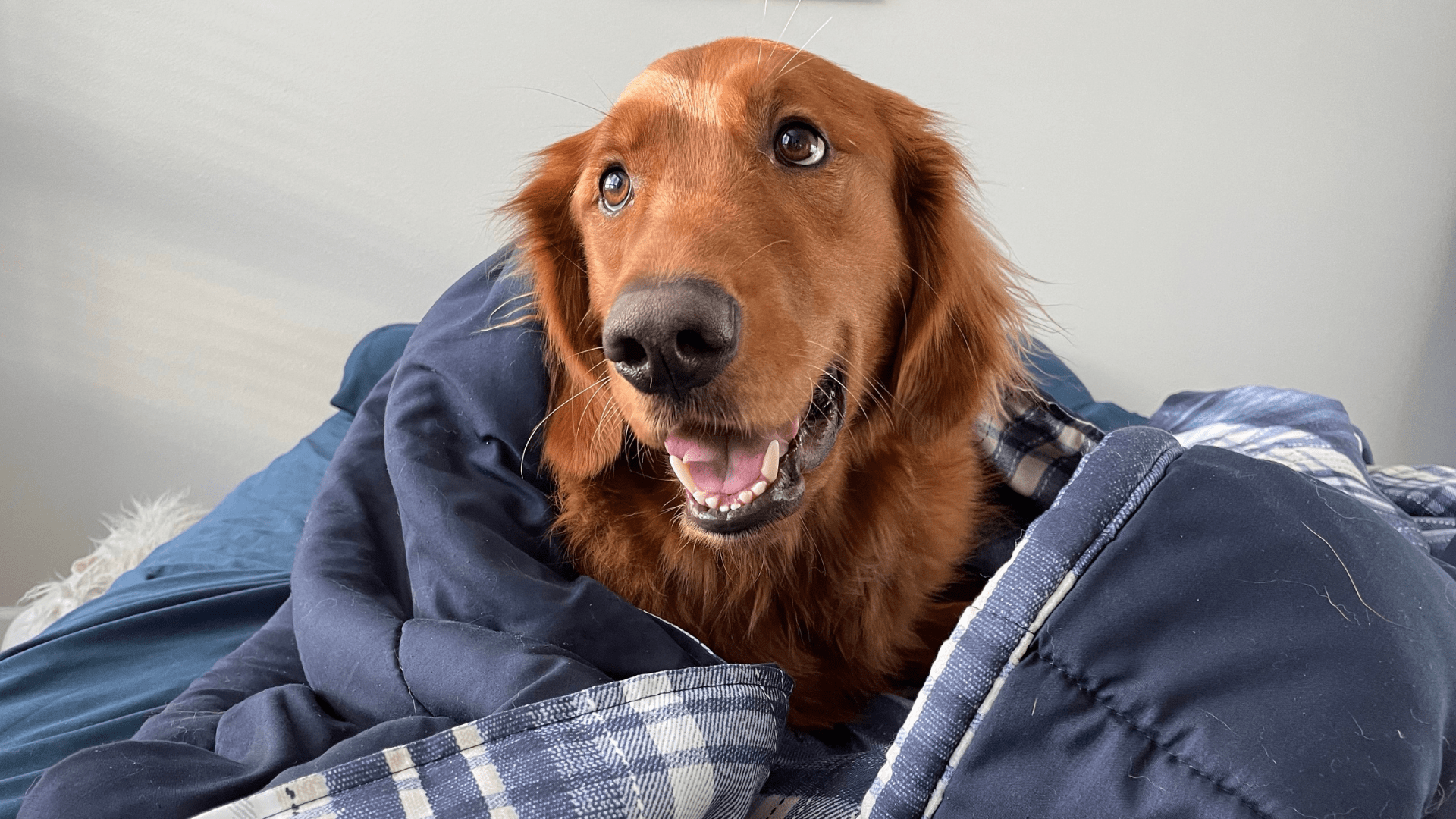Golden Retriever Waking Up the House as the Official ‘Alarm Clock’ Is ...