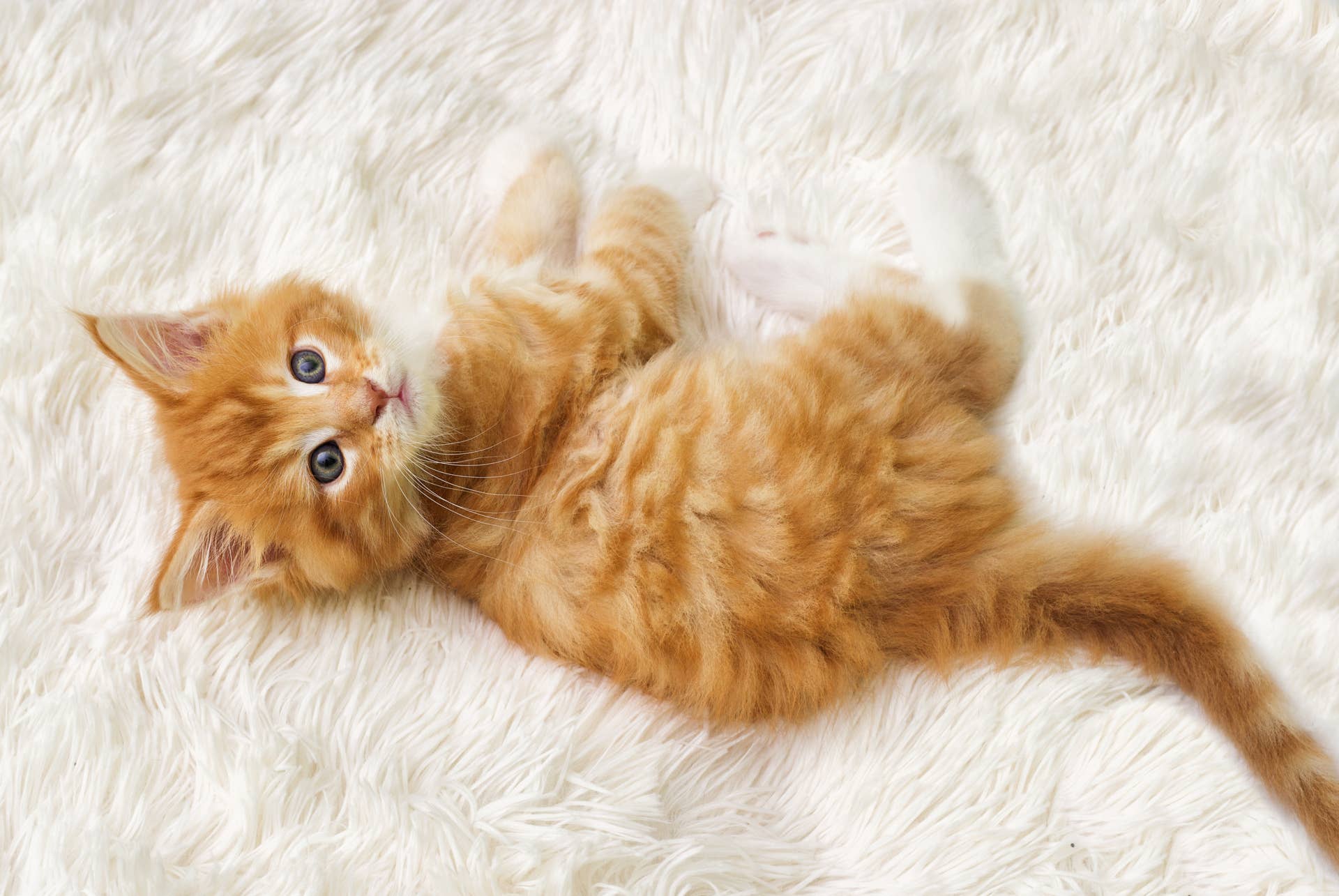 Baby Maine Coon Kitten Discovers His Feet and It's Too Cute - PetHelpful