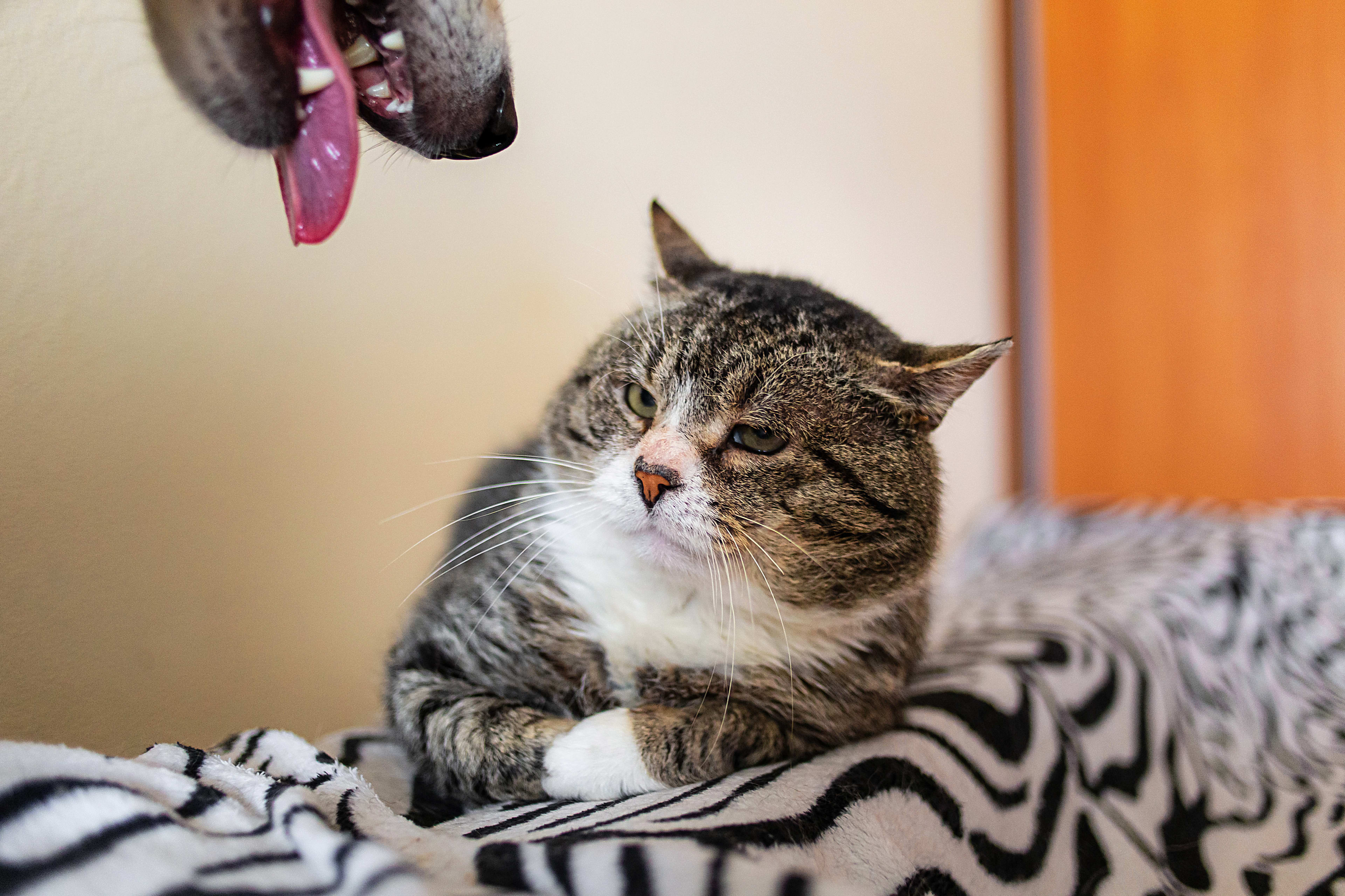 Newly Adopted Puppy Won't Give Cat Sibling a Moment of Peace - PetHelpful