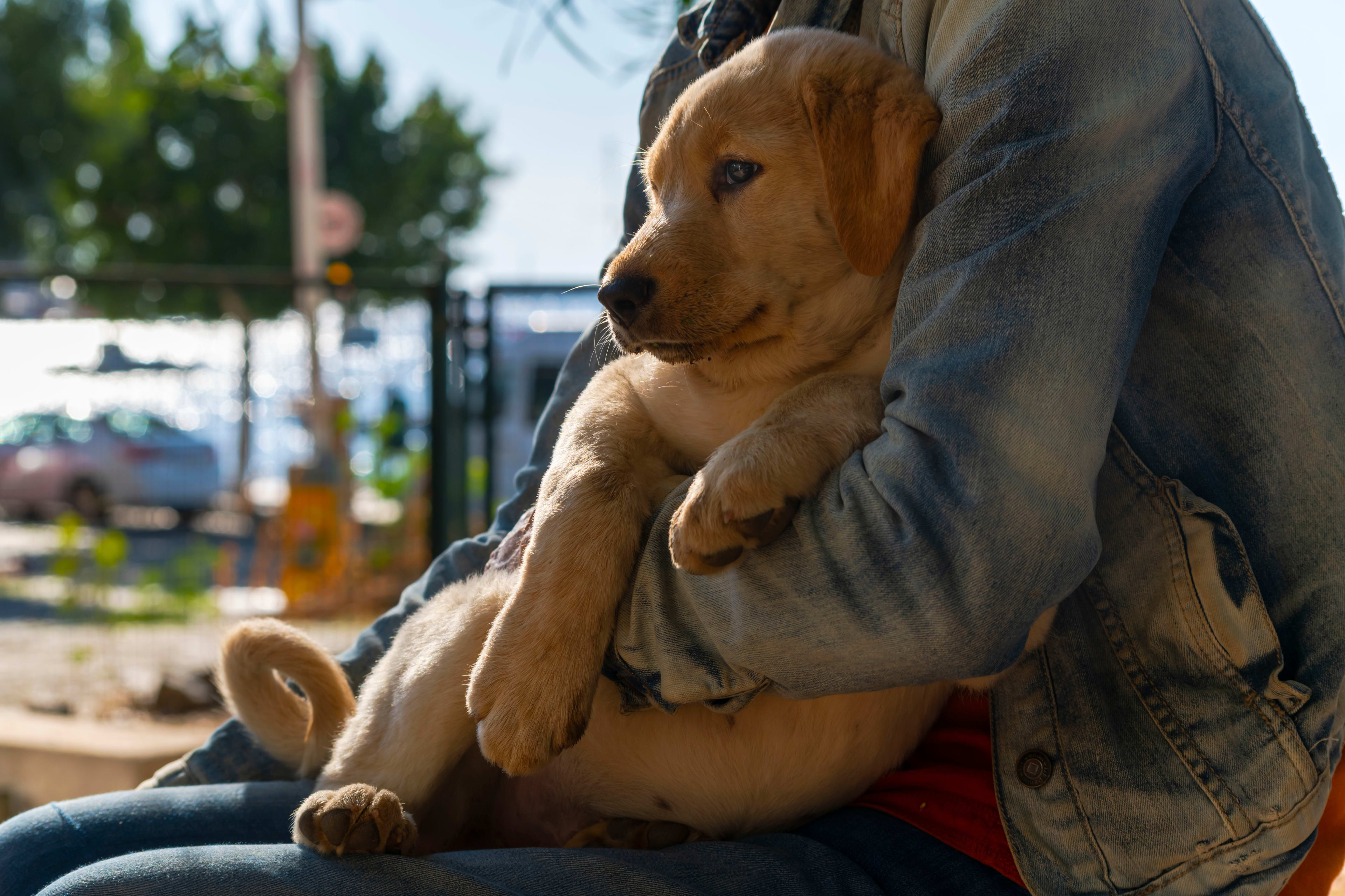 Horse's Gentle Sniffs While Meeting Golden Retriever Puppy Will Make ...