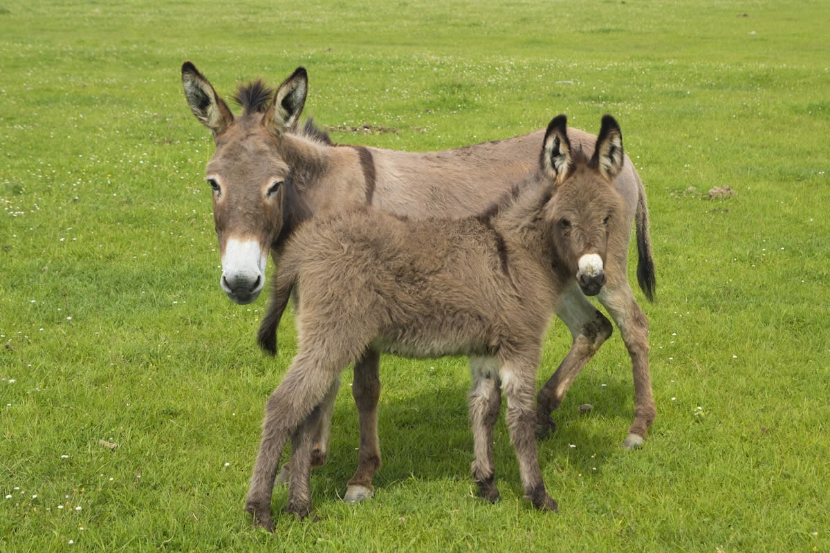Baby Donkey Shows Her Wild Side One Day After Birth With the Cutest ...