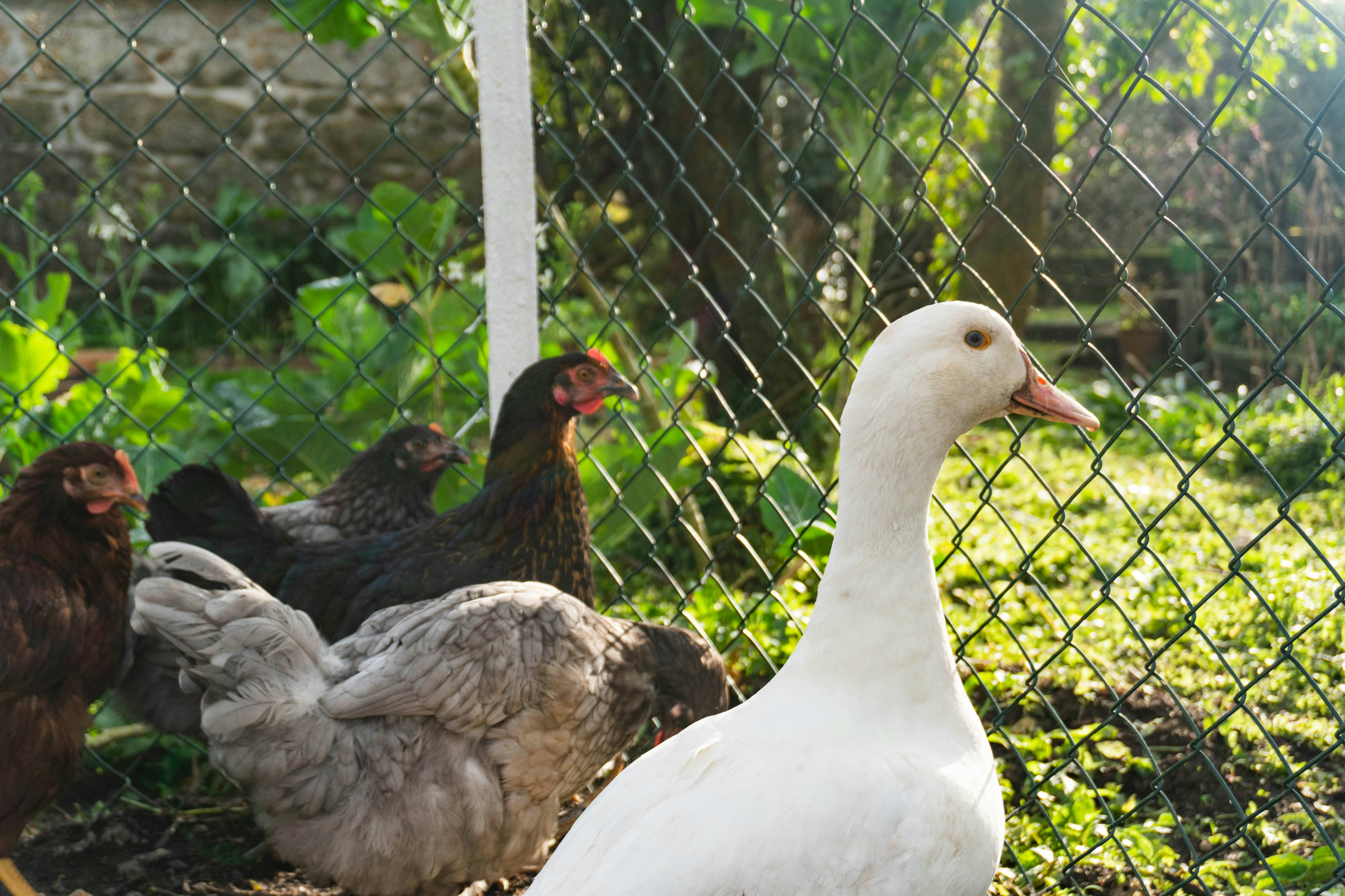 Los Angeles News Team Reunites With the Chickens and Ducks They Helped ...