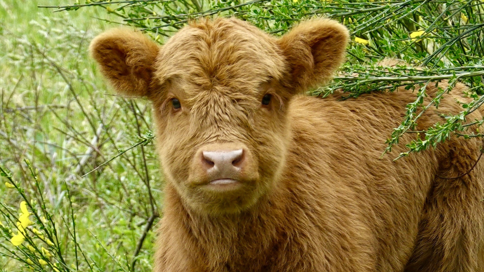 Baby Cow and Orange Cat Who Are Soulmates Share the Sweetest Cuddle ...